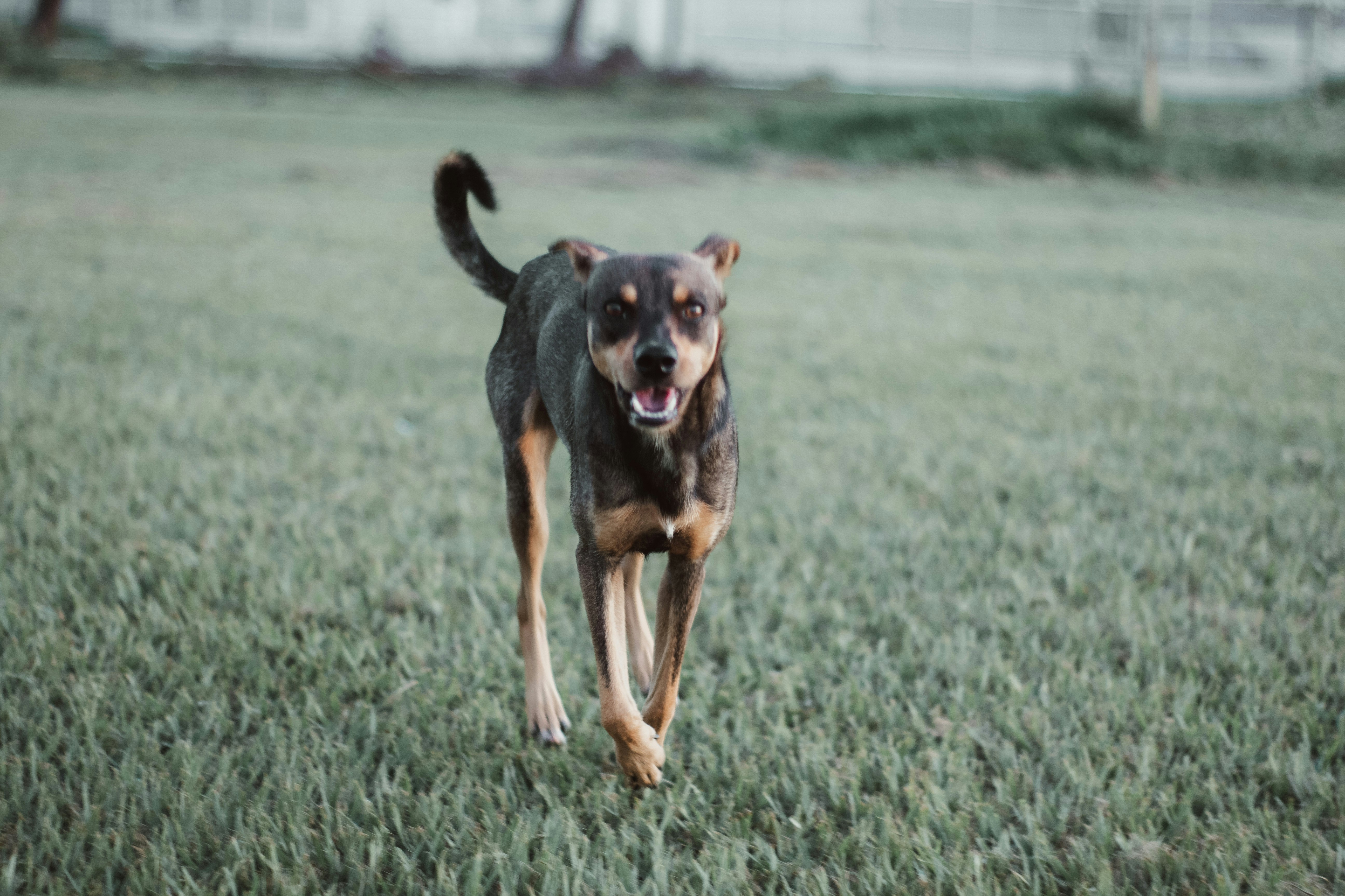 A dog running through a field of grass photo – Free Grey Image on Unsplash
