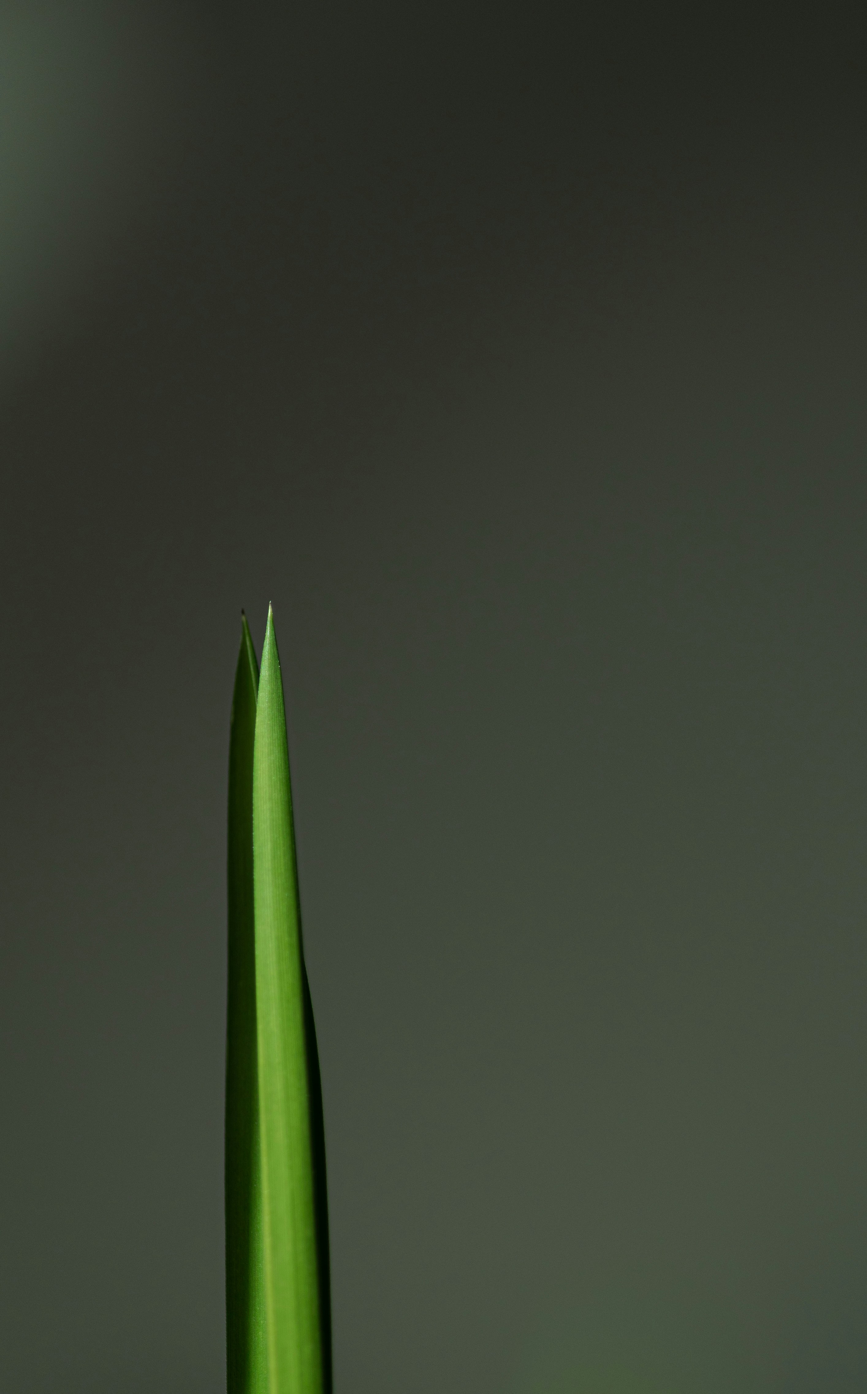 A slender green leaf reaching upwards against a muted background, showcasing its delicate form and vibrant color.
