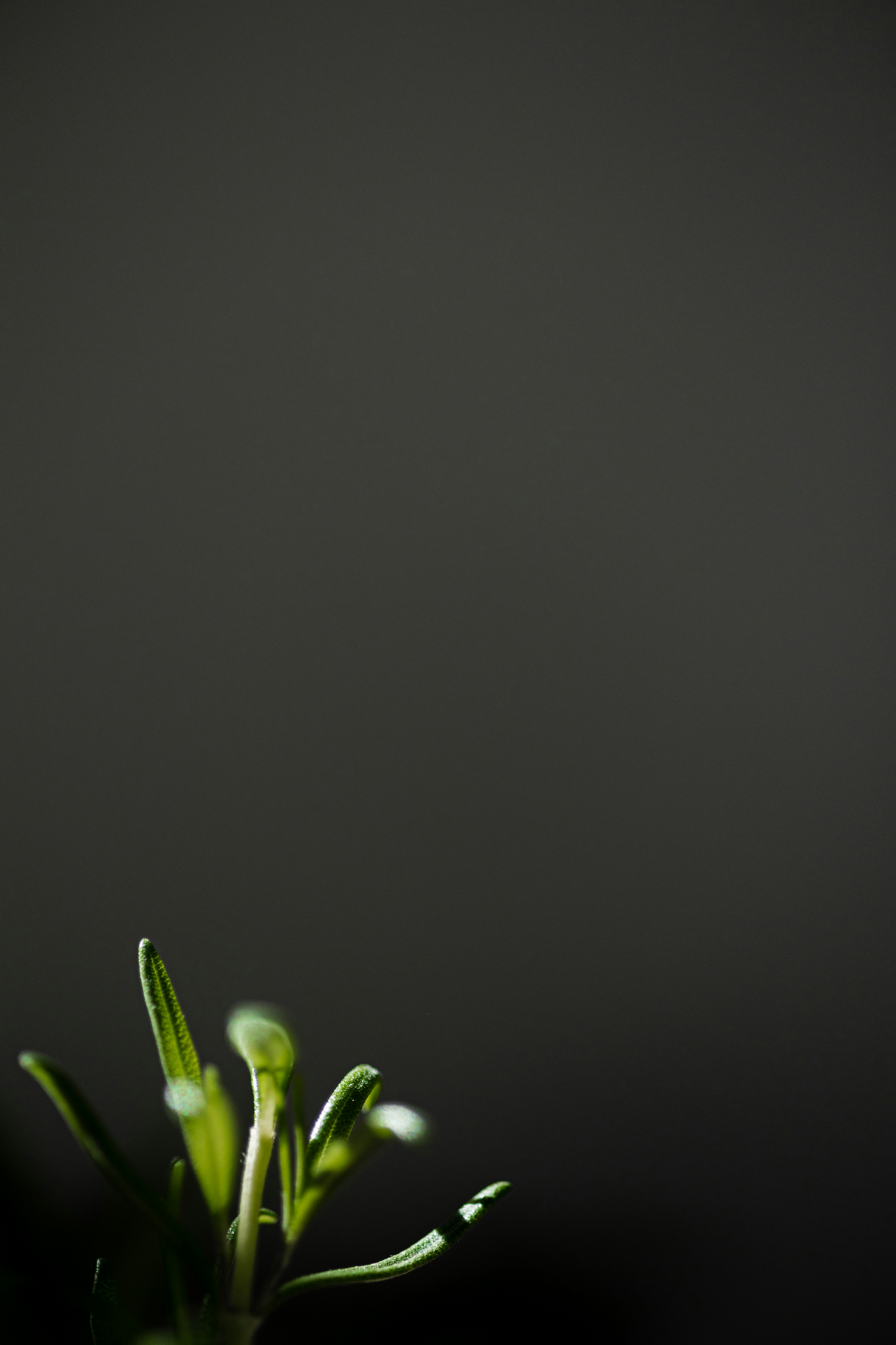 A delicate green sprout reaches upward, illuminated by soft light against a dark background.