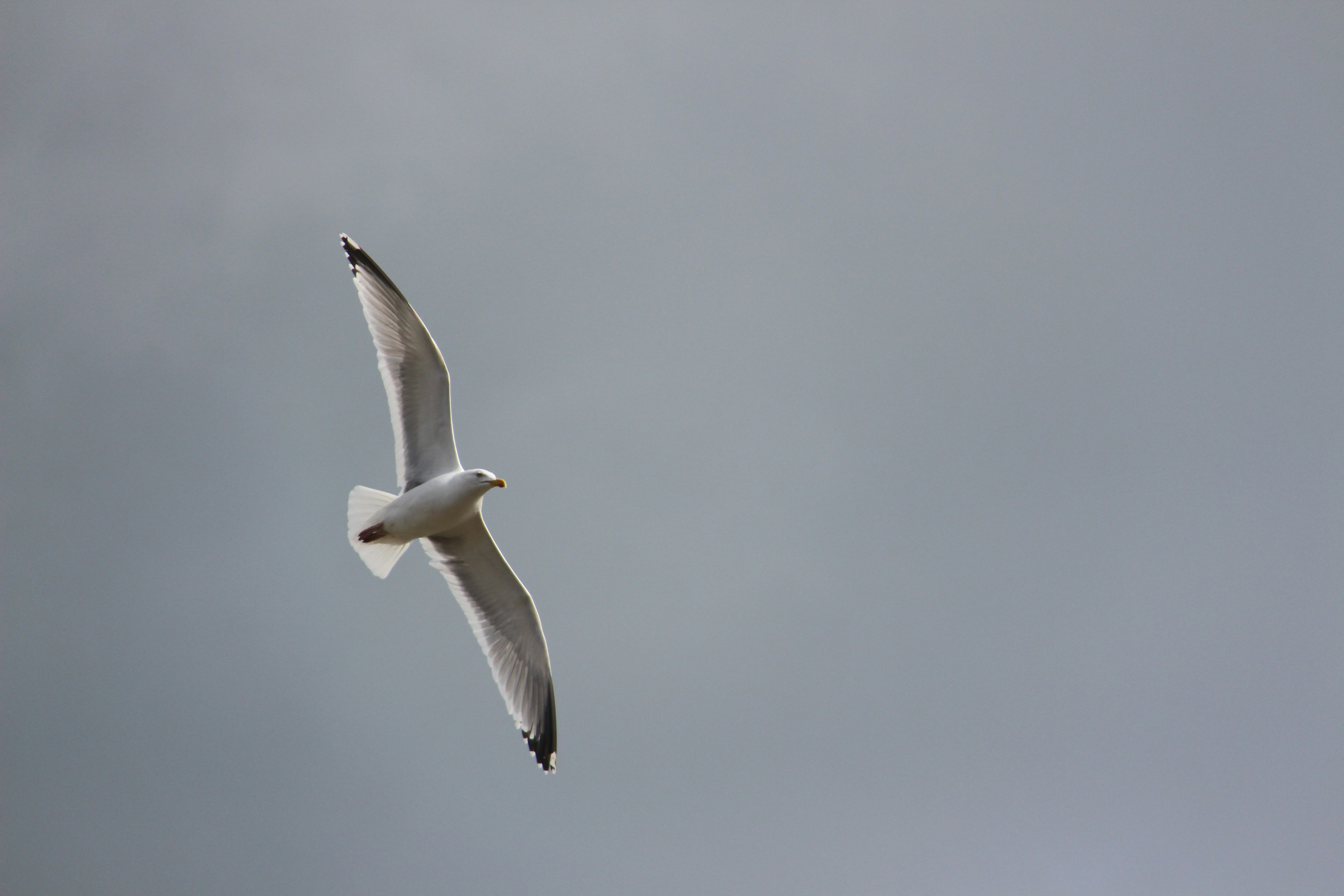 A white bird flying through a cloudy sky photo – Free France Image on ...