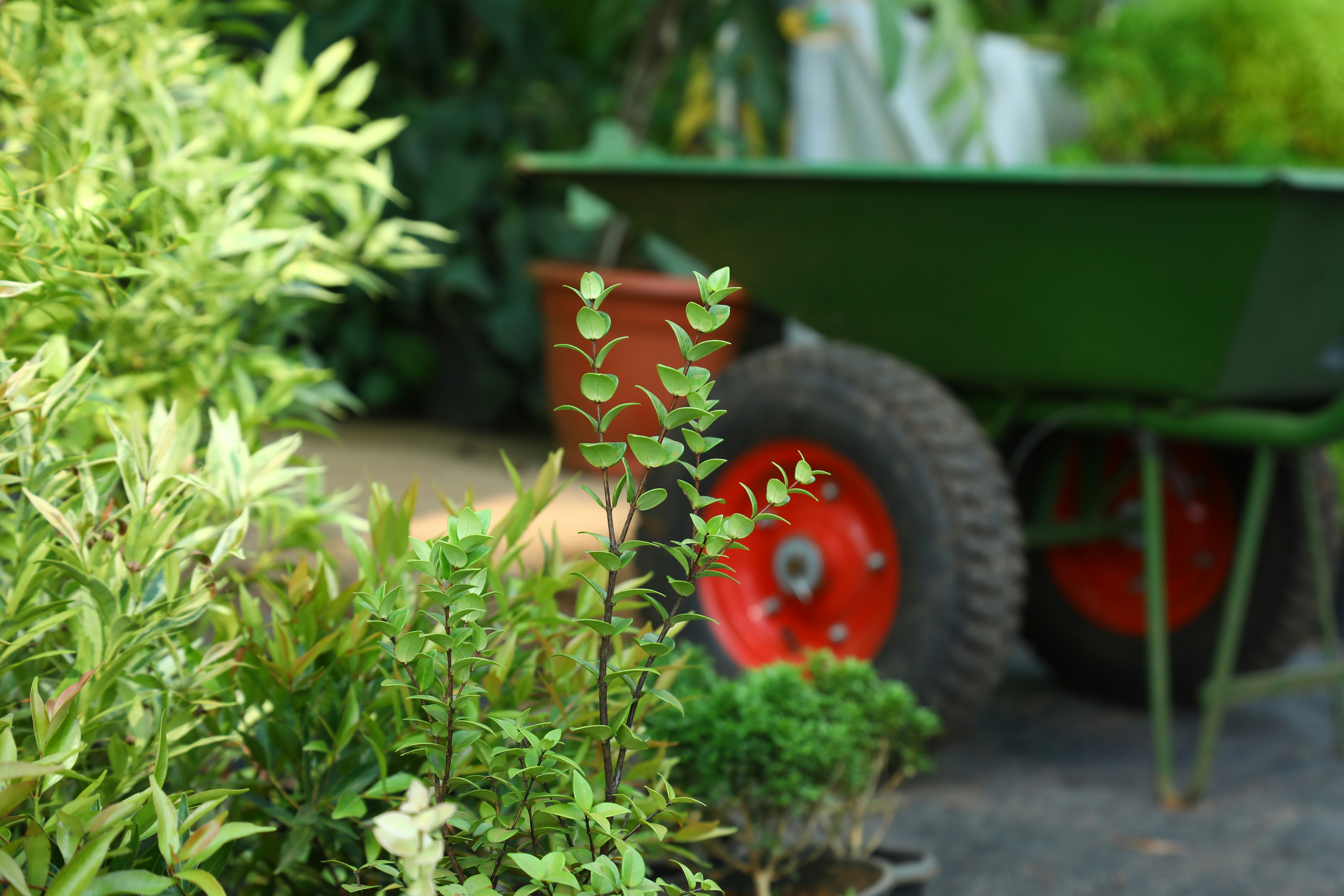 Fresh Foliage in Focus, Red Wheelbarrow Blurred in the Background