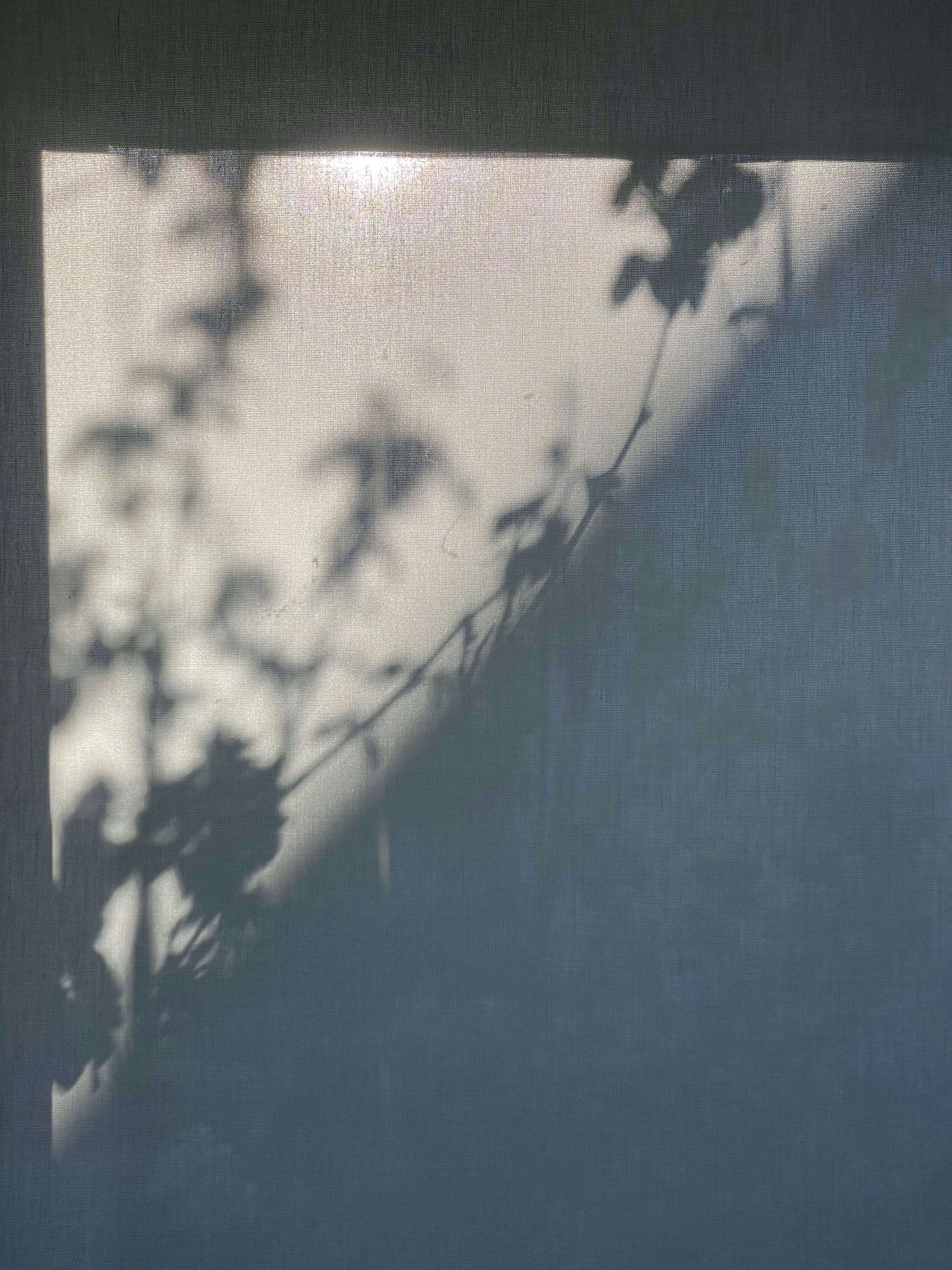 A shadow of a tree on a wall photo – Free Grey Image on Unsplash