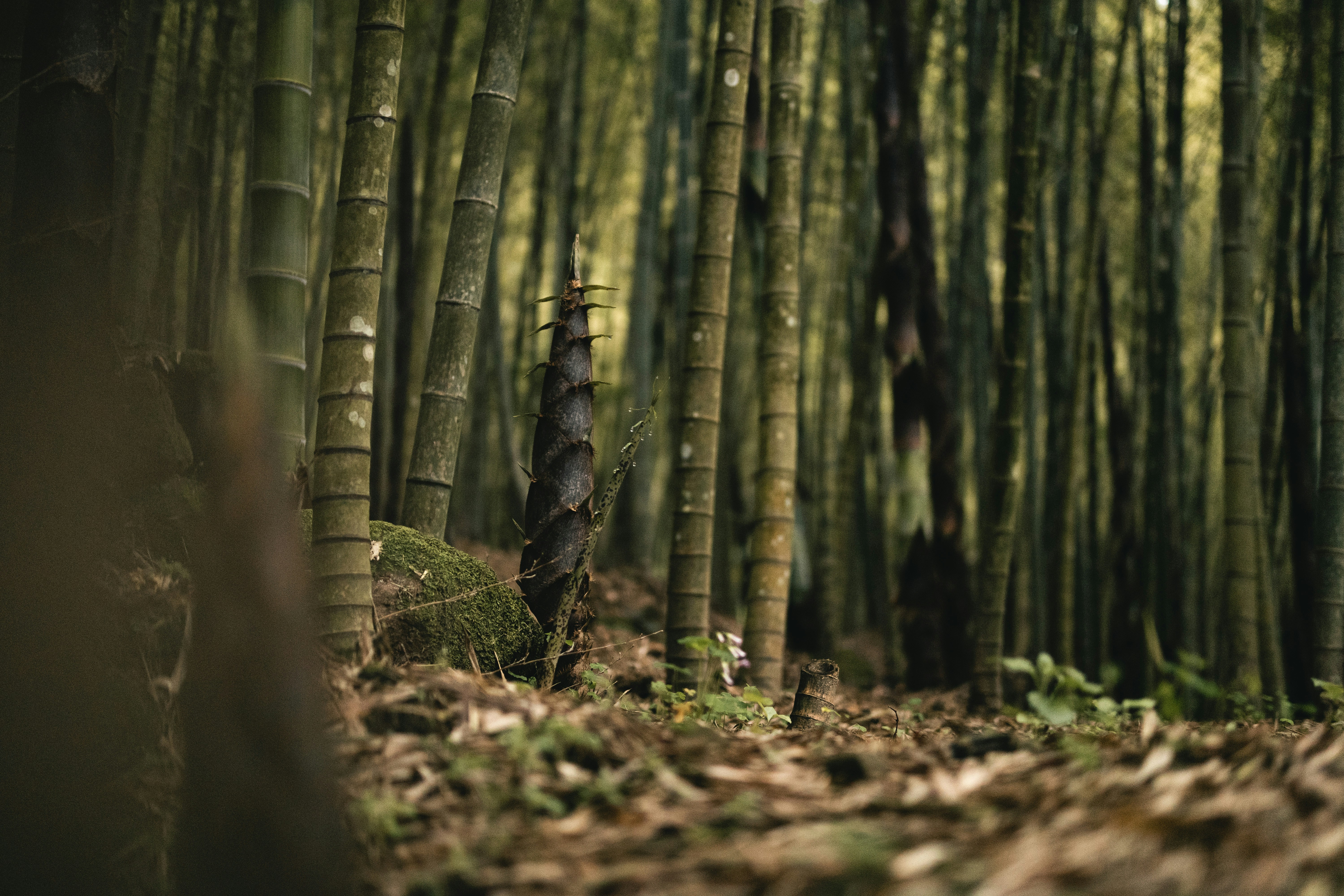 Whispering Bamboo Trunk in a Quiet Forest Aisle