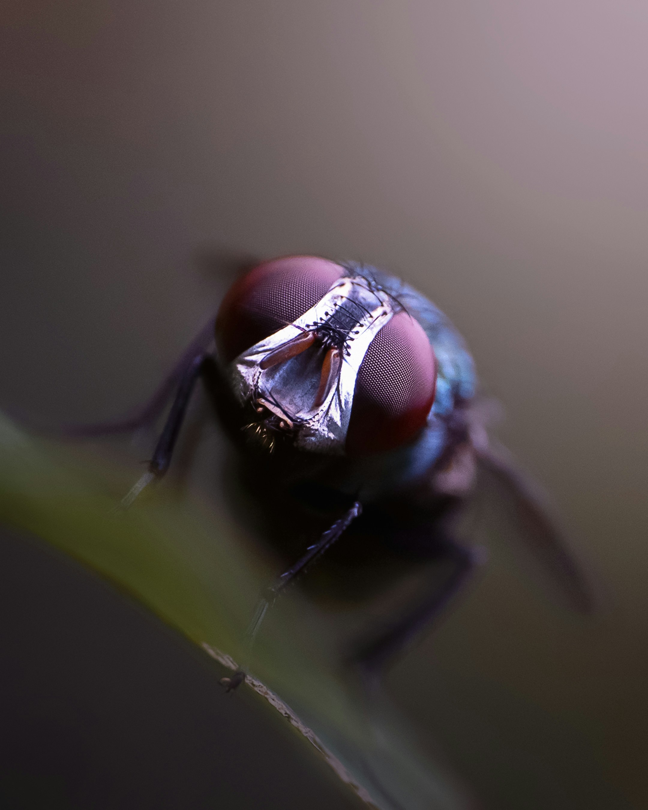 Housefly Pictures | Download Free Images on Unsplash