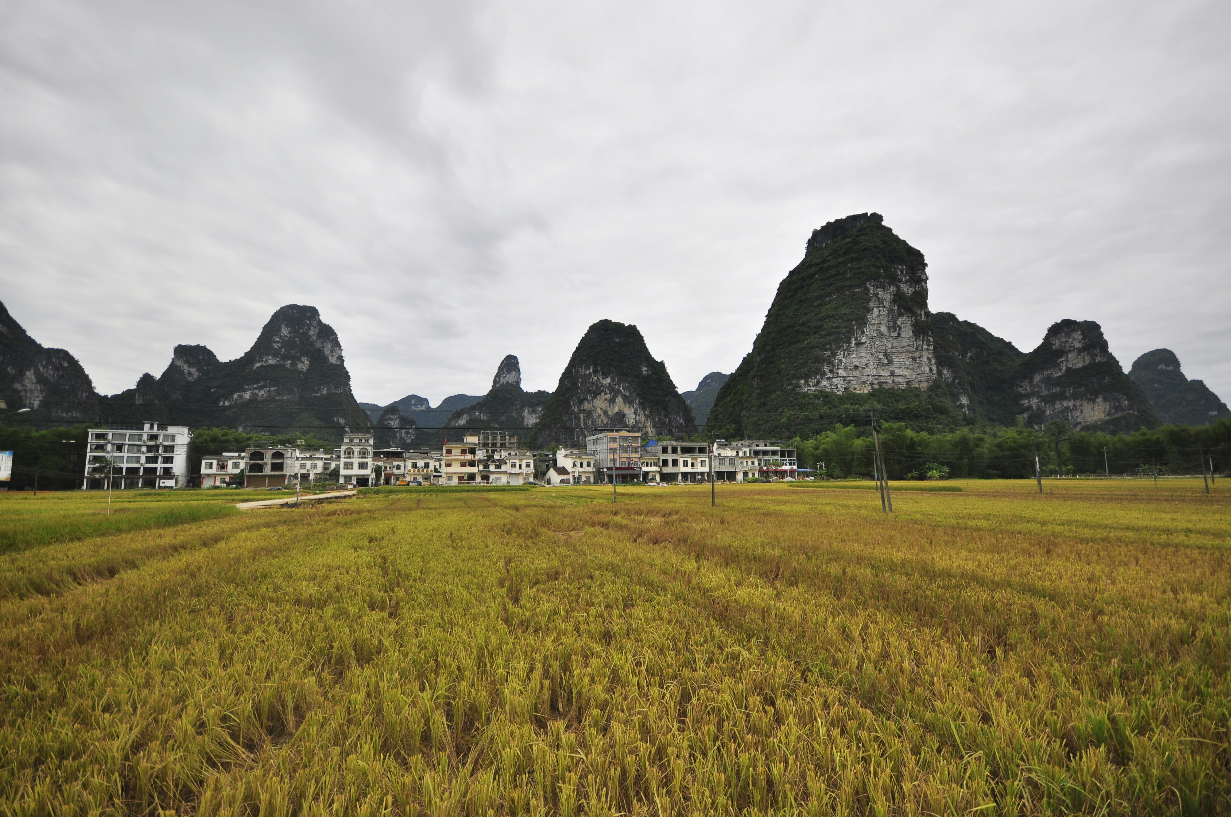 Stone Giants over Golden Fields: Village at the Foot of Karst Spires