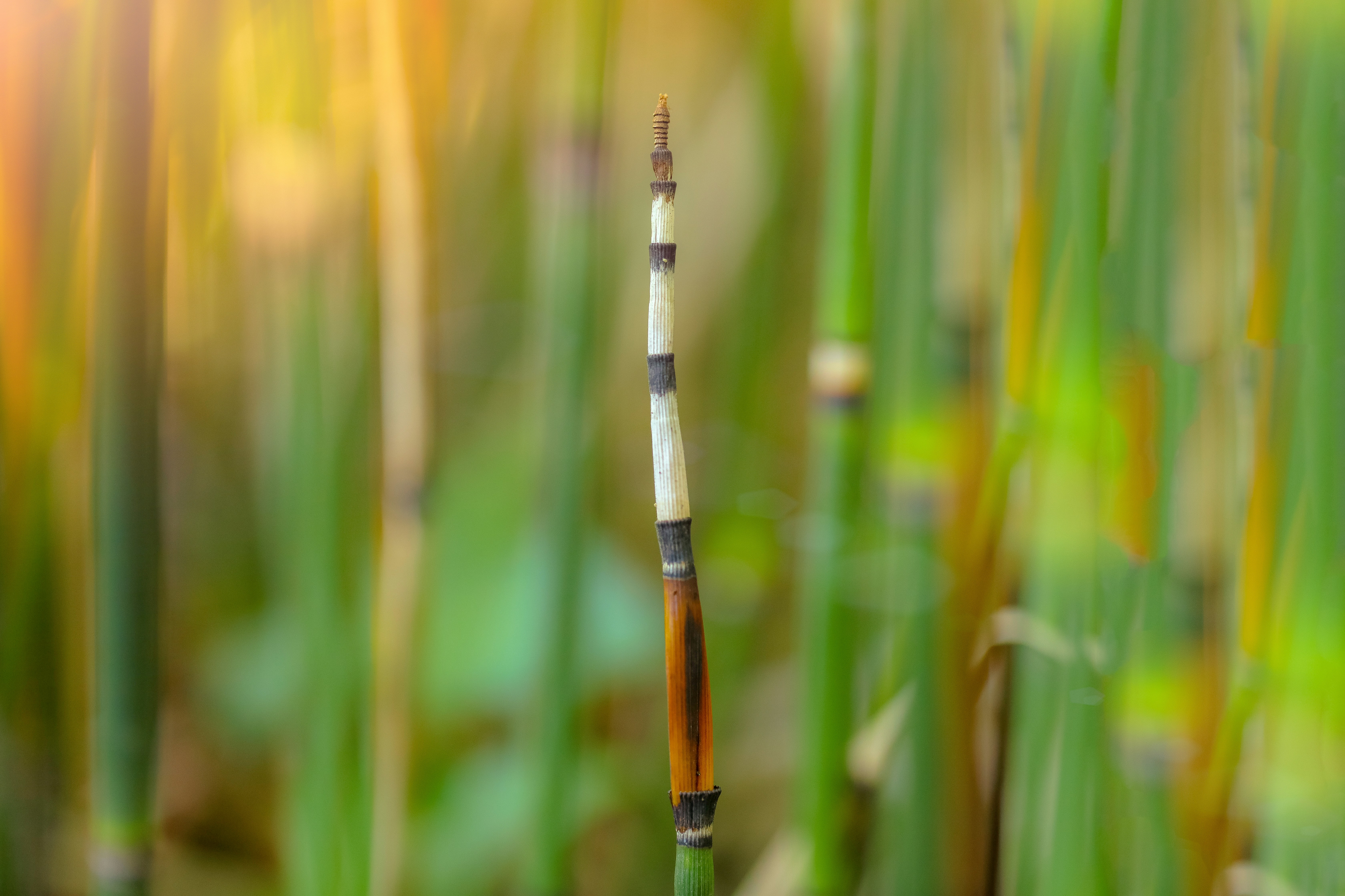 Central Reed Cane: A Tall Slender Twig in a Sea of Blurred Stalks