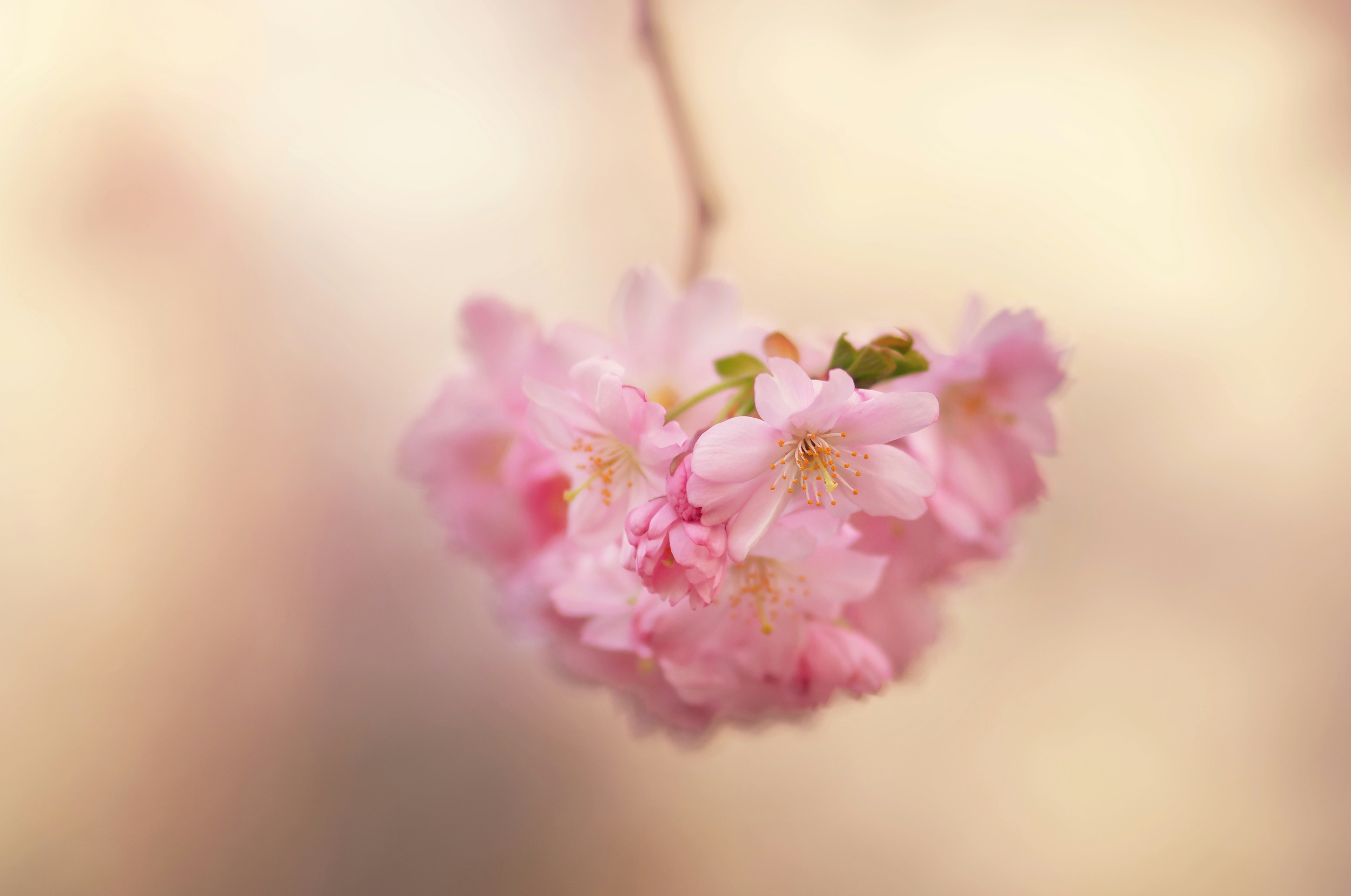 Delicate pink cherry blossoms gently sway against a soft, blurred backdrop, embodying the essence of spring's renewal.