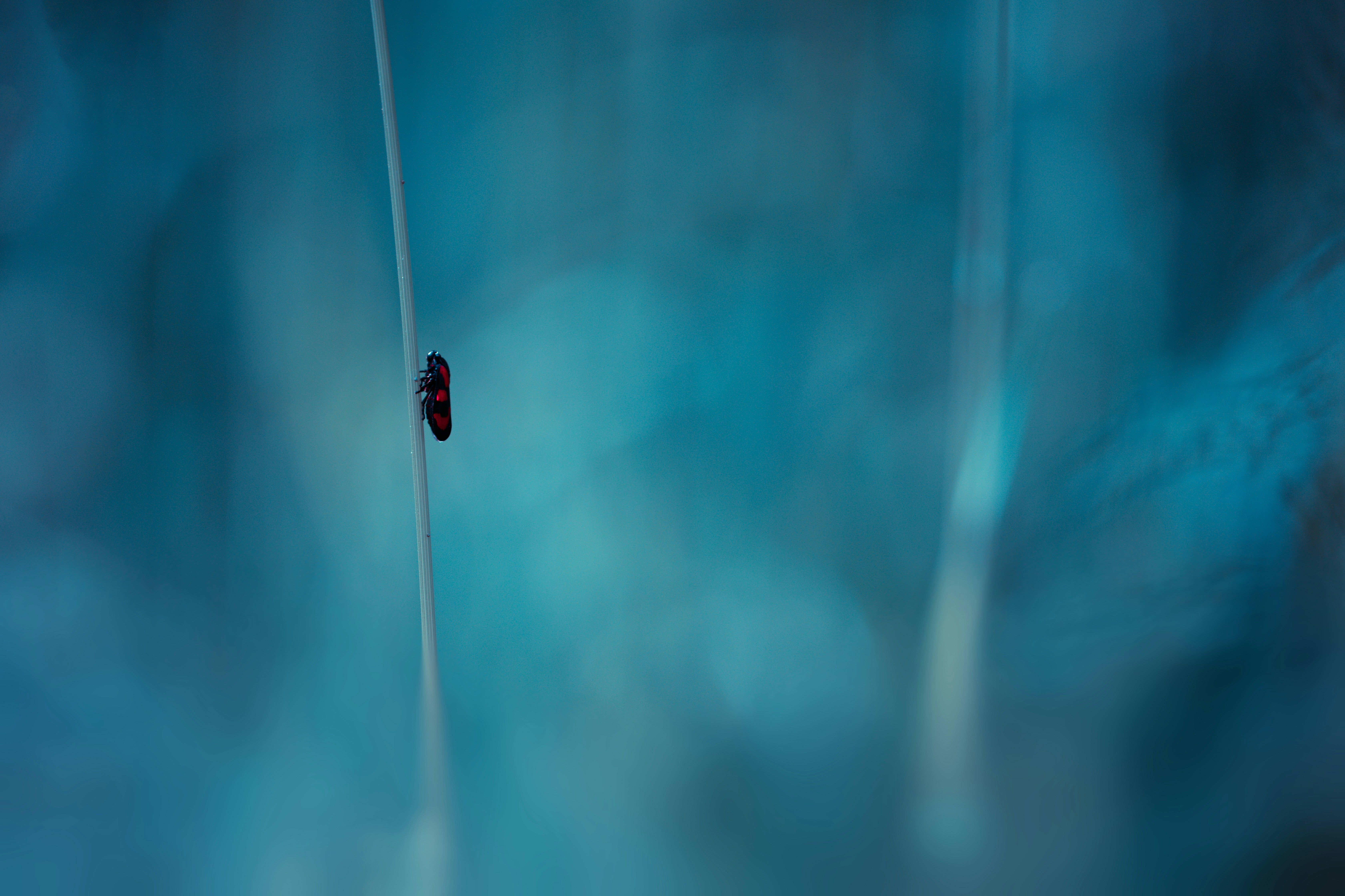 A bug that is sitting on the side of a pole photo – Free Blue Image on ...