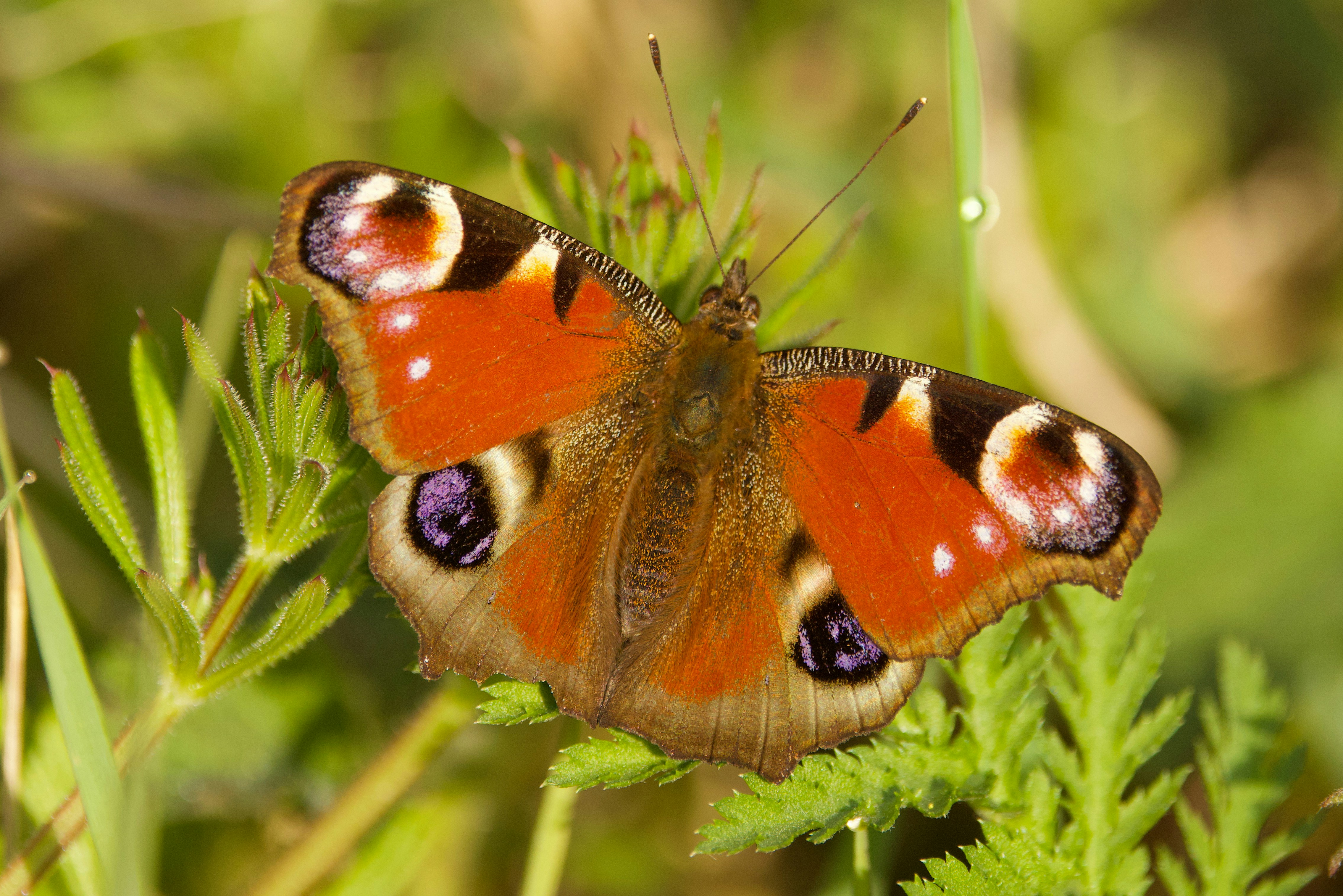 Sunlit Peacock Butterfly Spreads Vivid Color Across Green Foliage