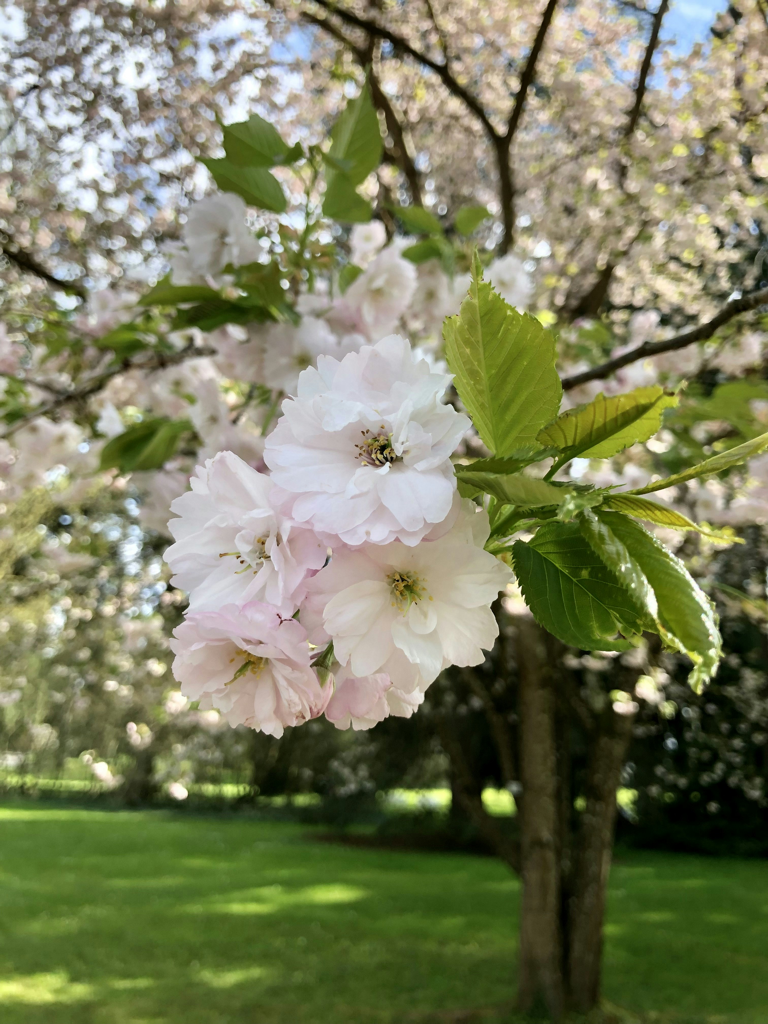 Whispered Petals: a Sunlit Cherry Blossom Cluster