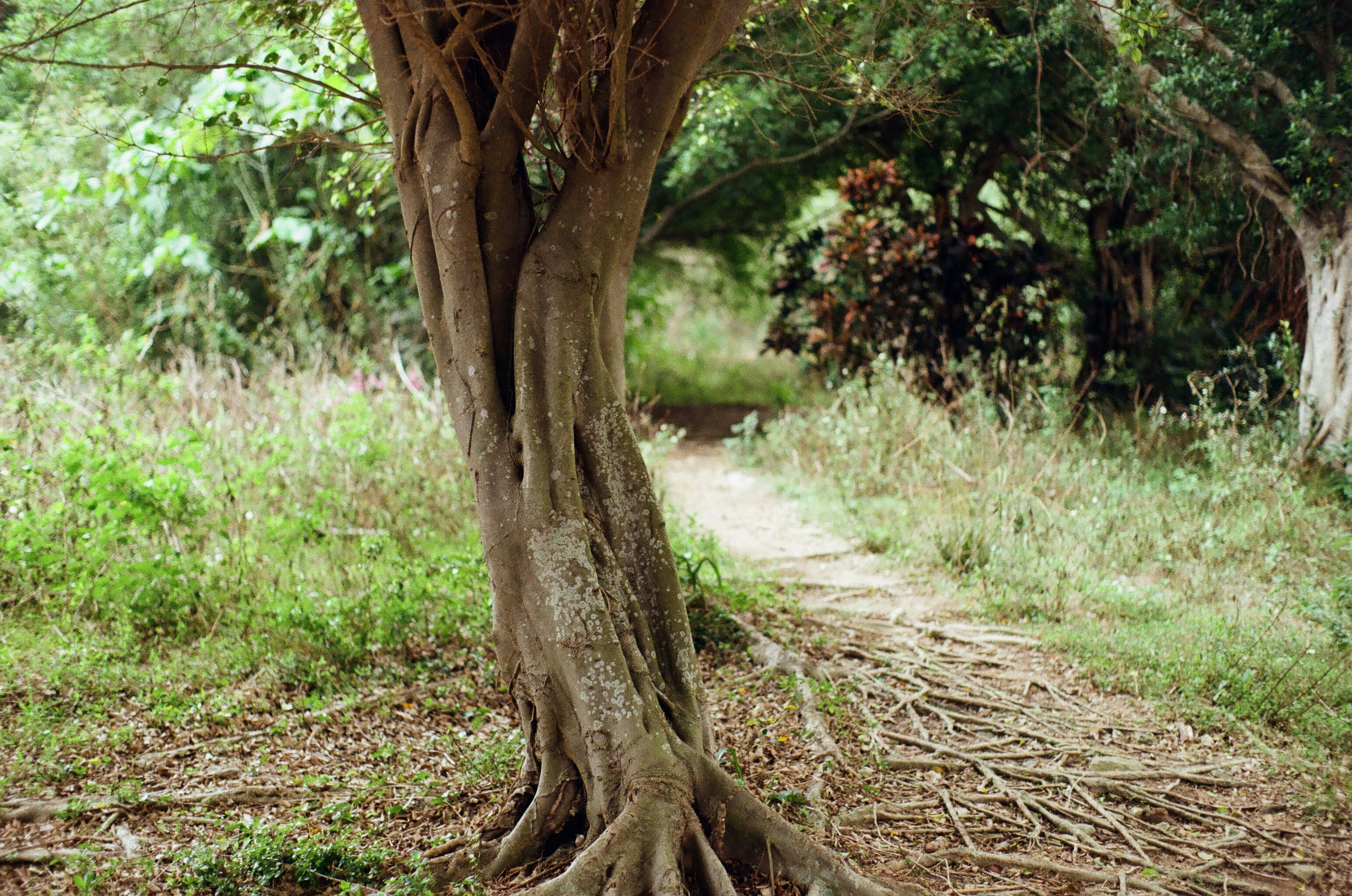 A tree with a very large root on the side of a dirt road photo – Free ...