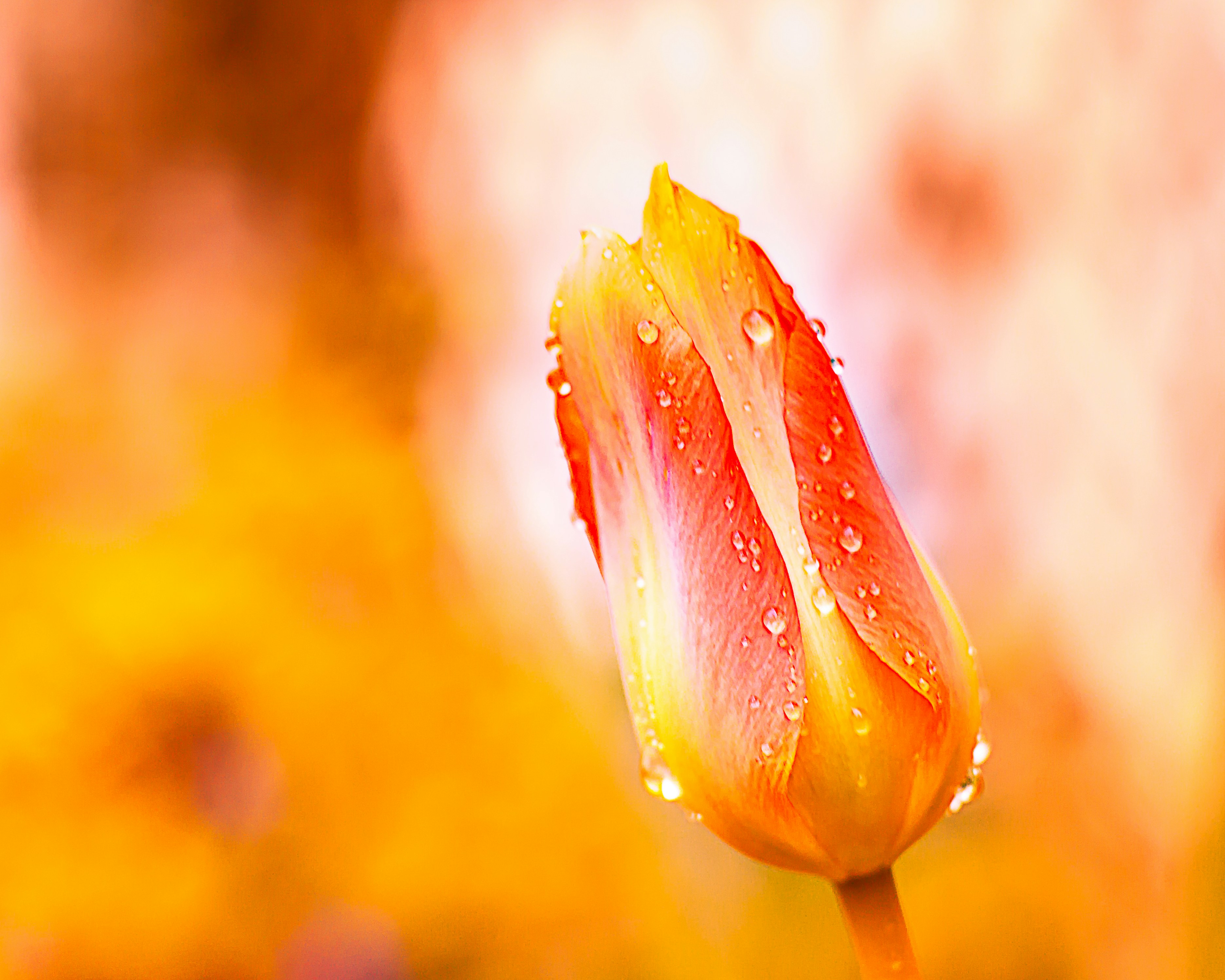 Dew-Kissed Tulip in a Sea of Golden Bokeh