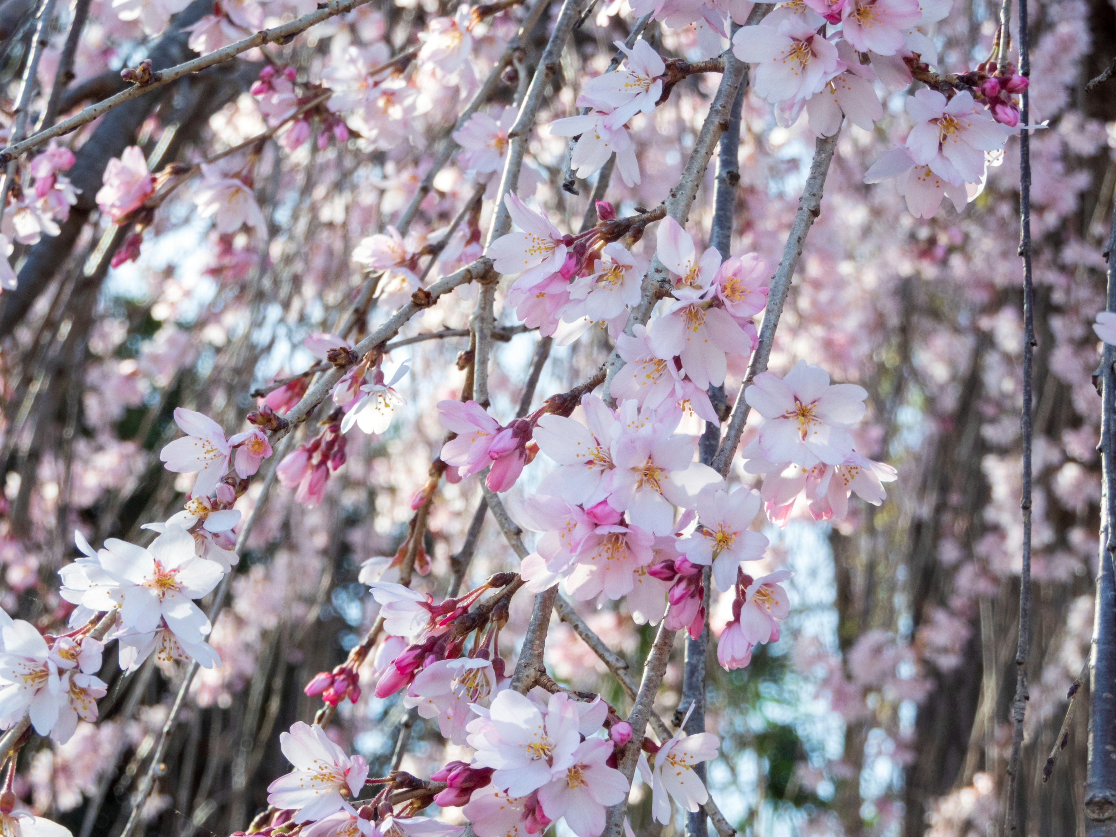 A bunch of flowers that are on a tree photo – Free Japan Image on Unsplash