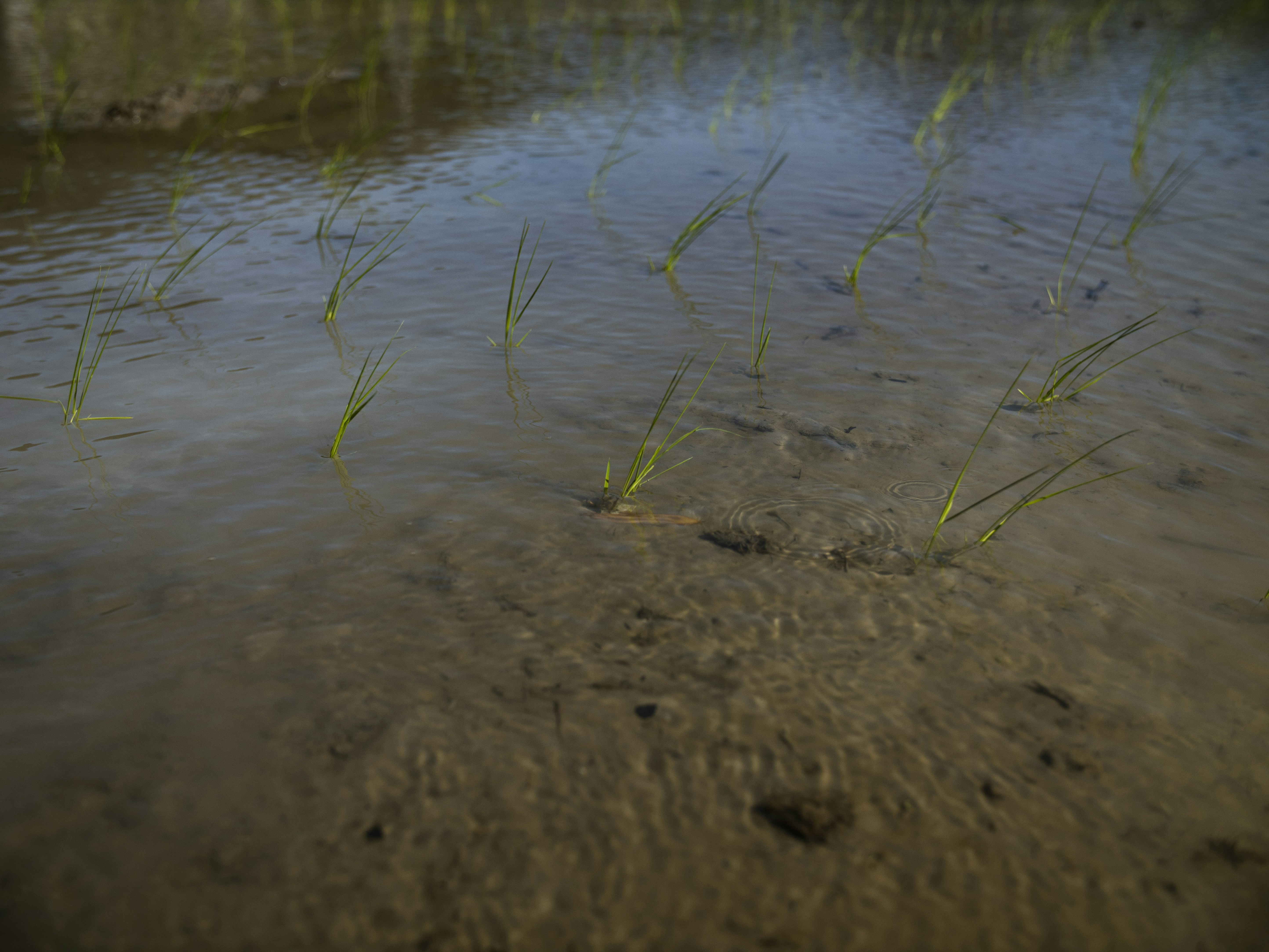 Delicate grass blades emerging from shallow water, creating a serene aquatic landscape.