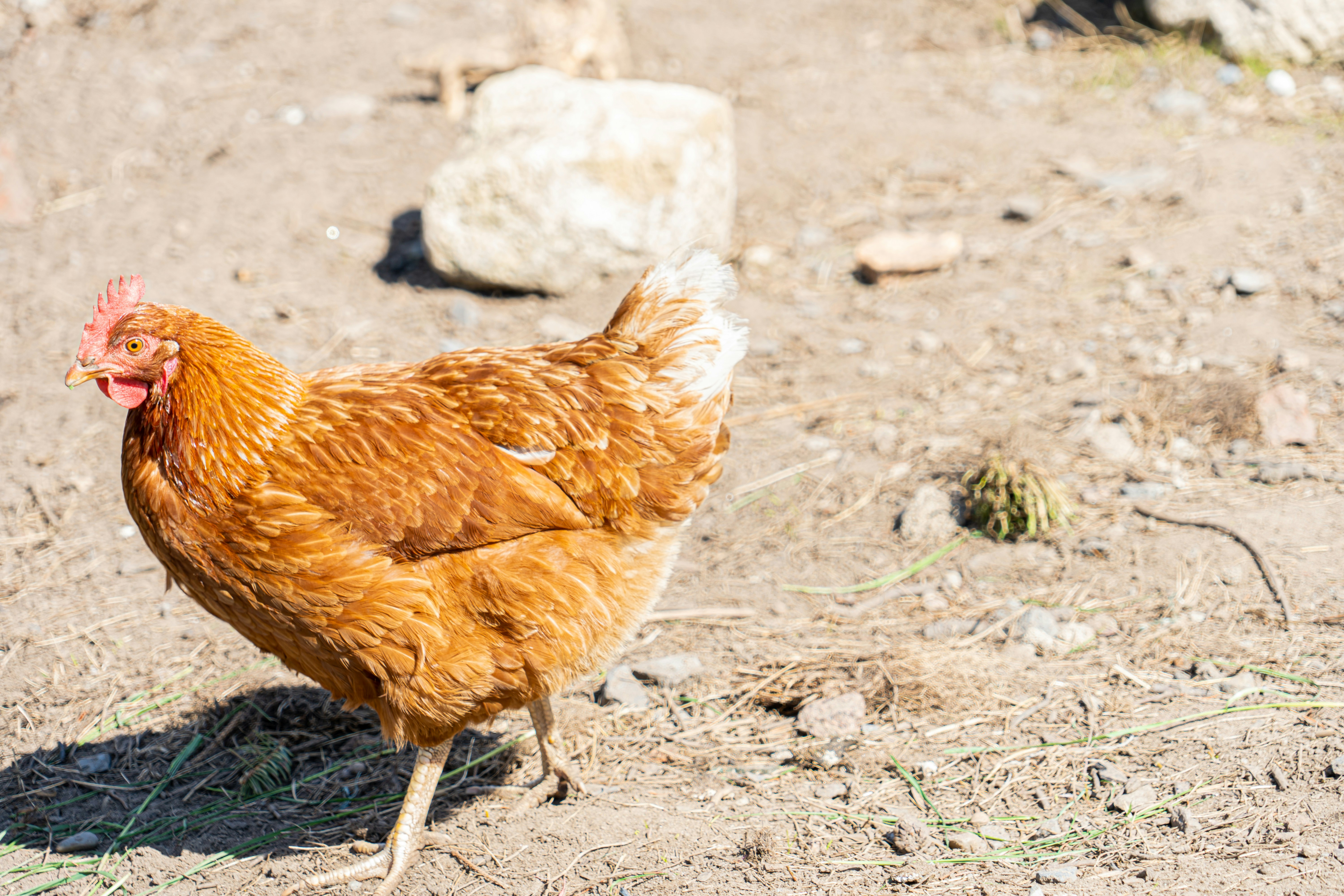 Foto zum Thema Ein Vogel, der im Dreck steht – Kostenloses Bild zu ...