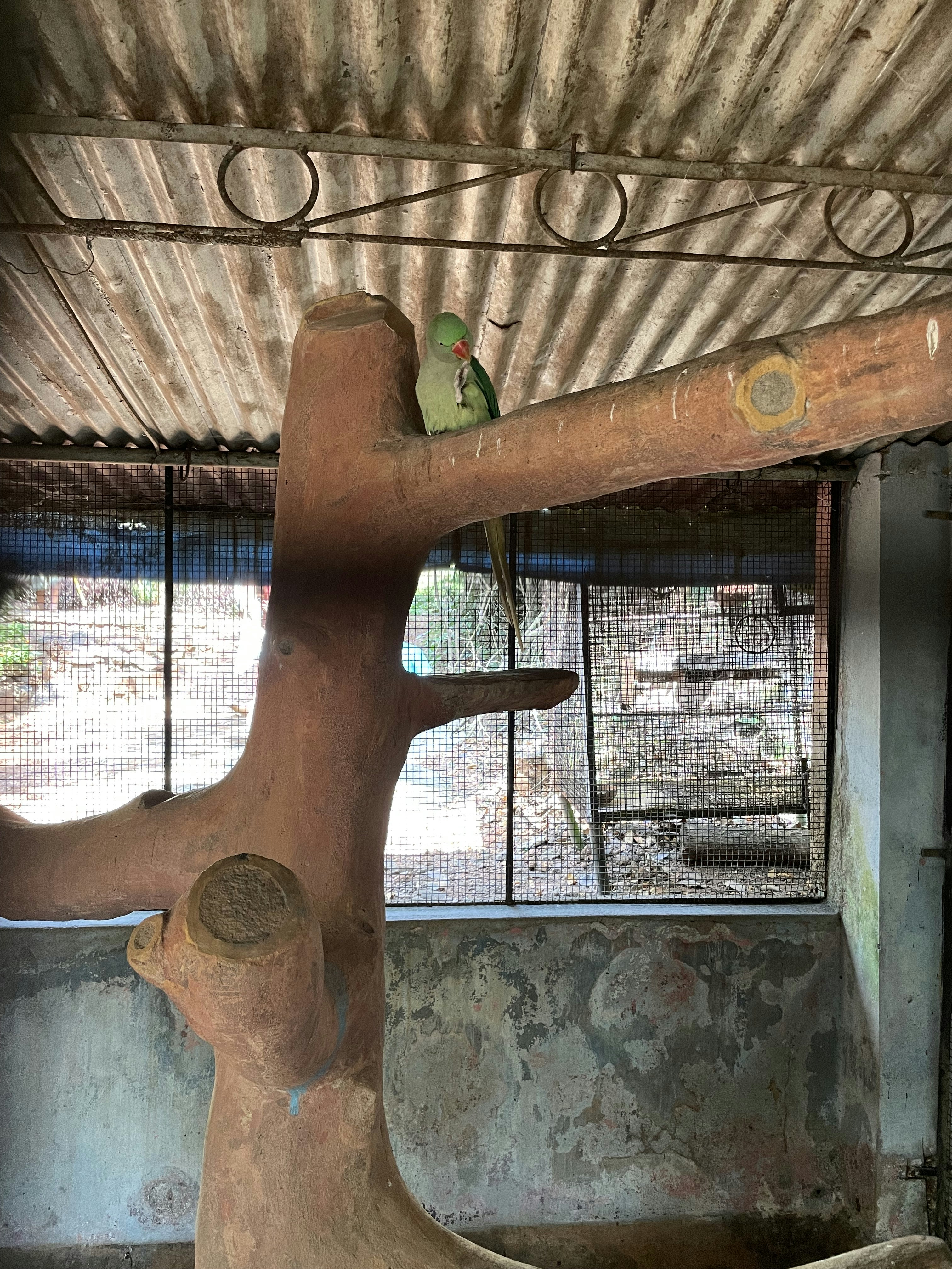 Emerald Parrot on a Rust-Colored Arboreal Frame Within a Rustic Indoor Aviary