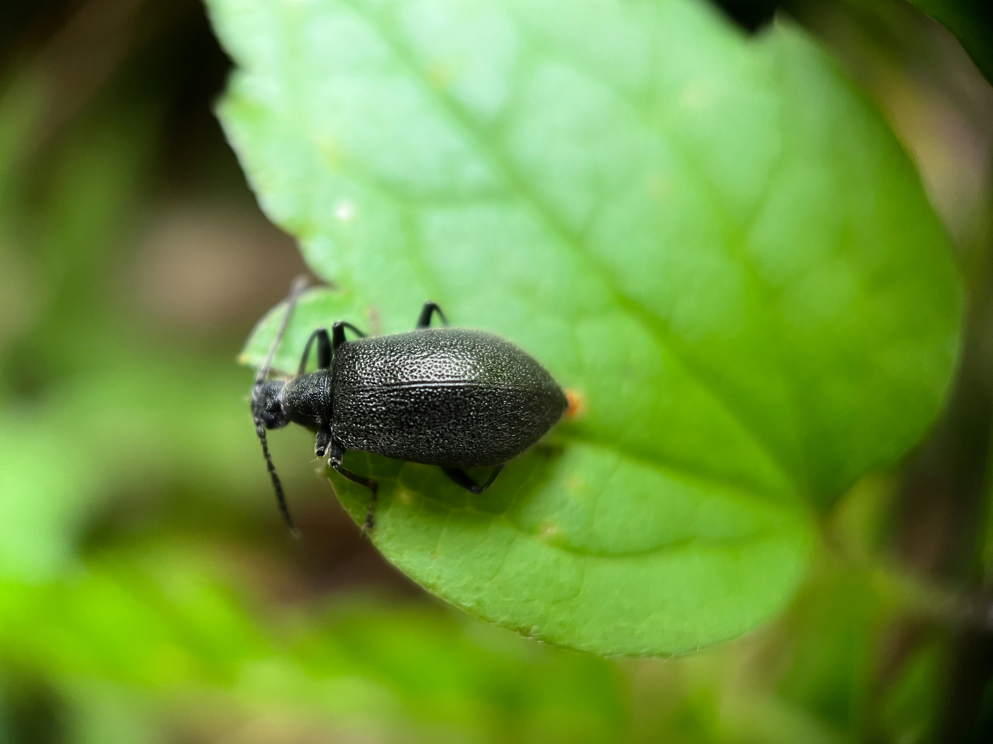 Armored Wanderer on a Veined Green Leaf (Macro Close-Up)