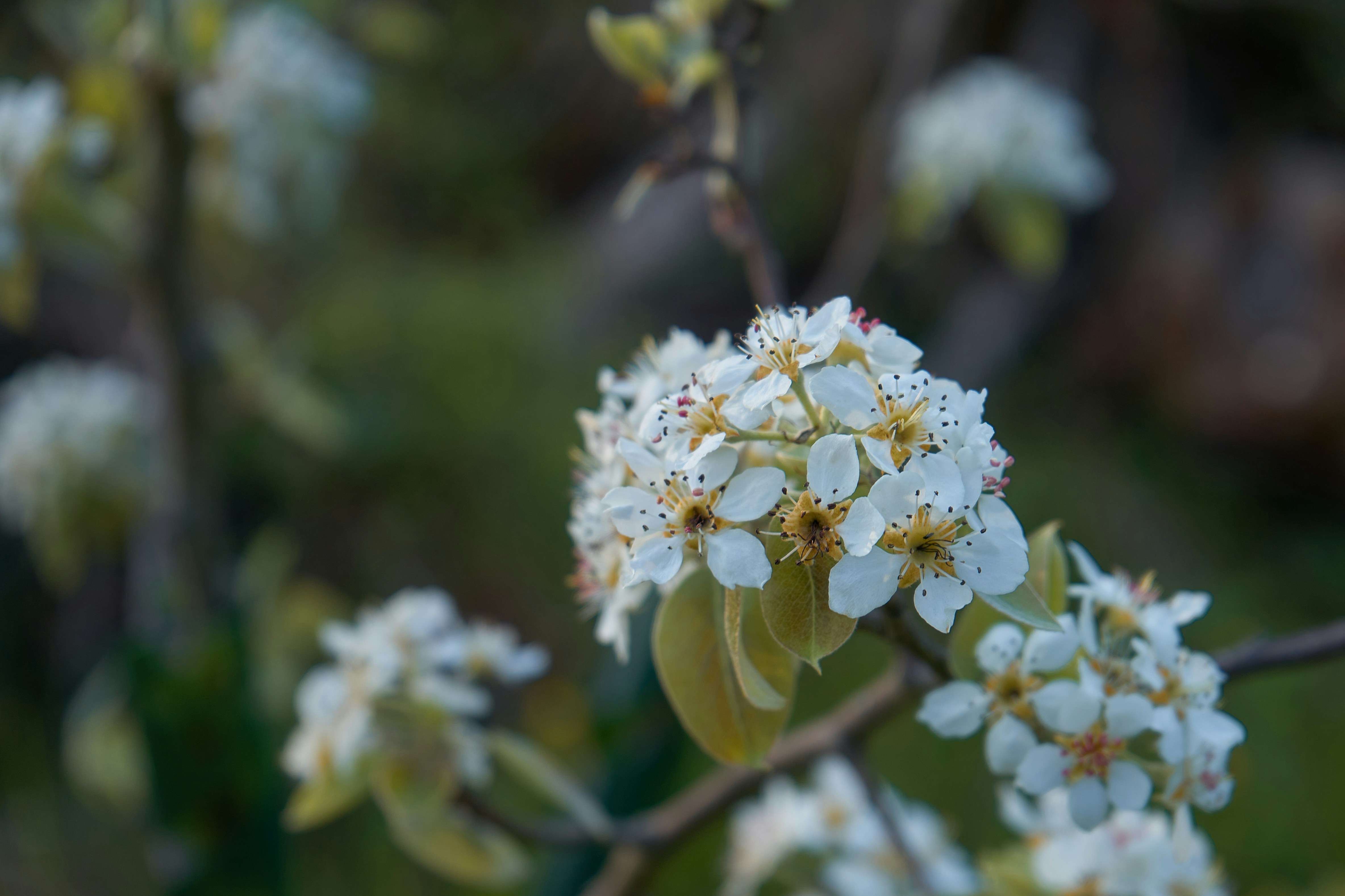 blooming cherry blossoms