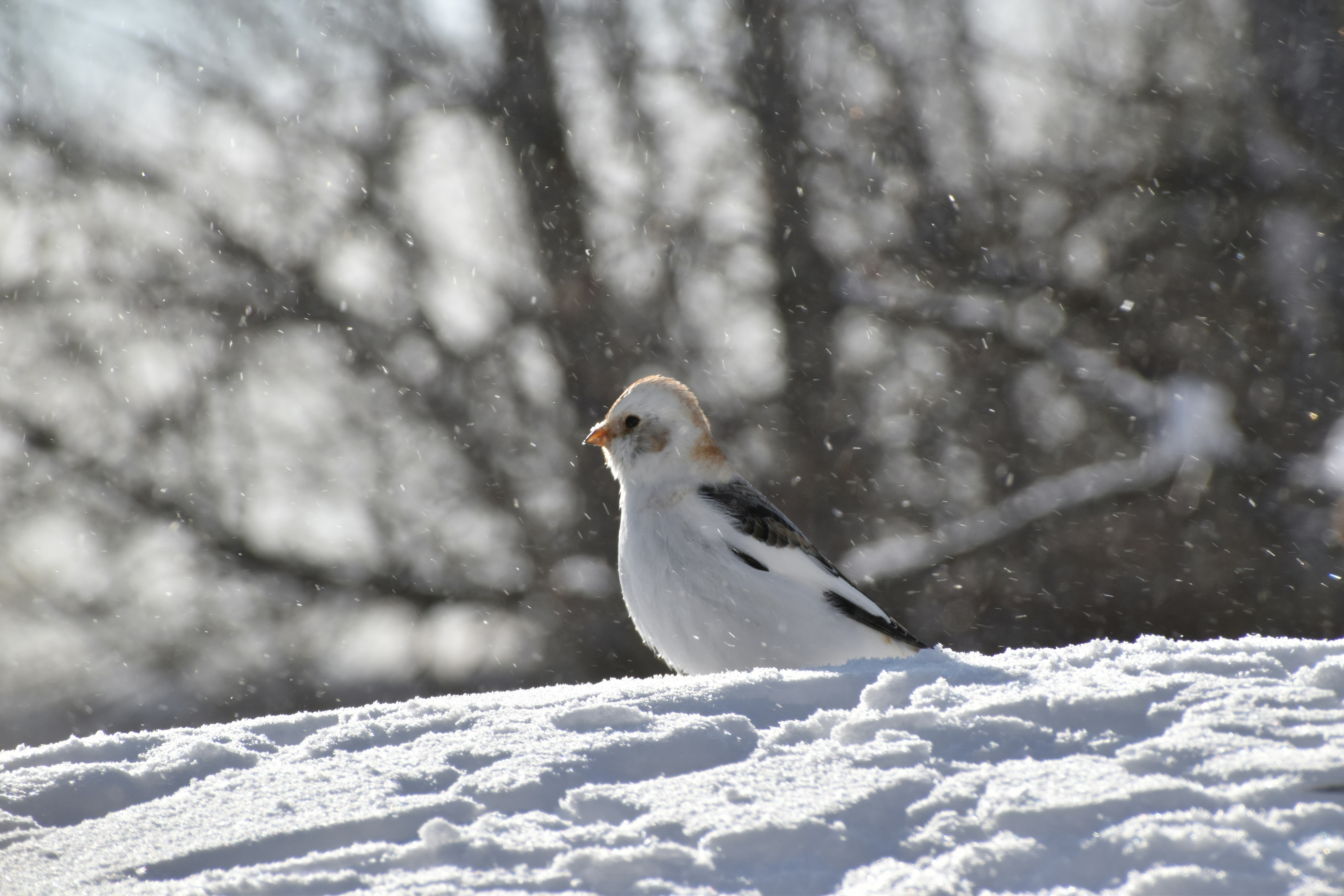 Winter Crest on Snow: A Tiny Wagtail Perches on a Frosty Ridge