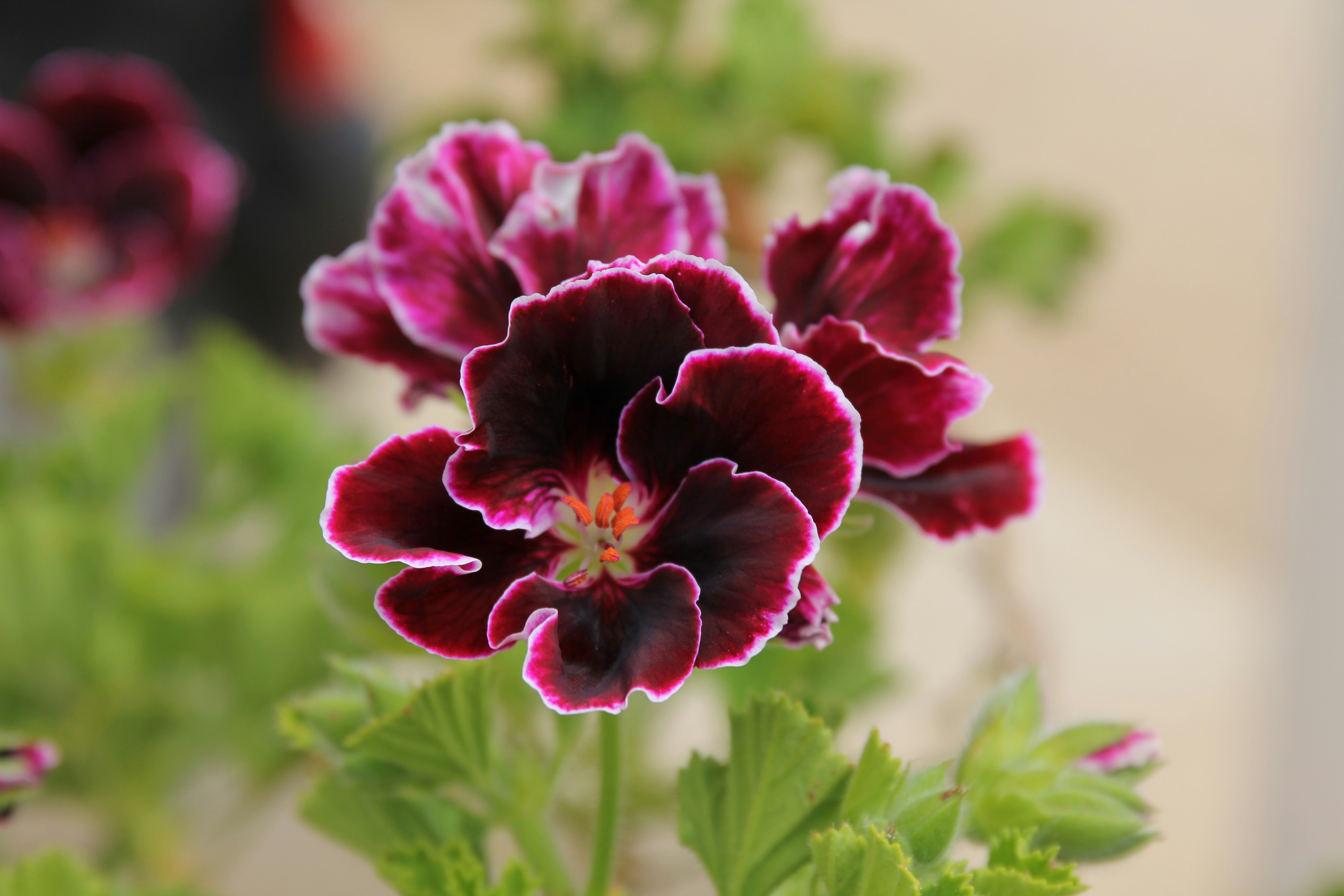 Crimson Velvet Petals: Edges Aglow in Soft Focus
