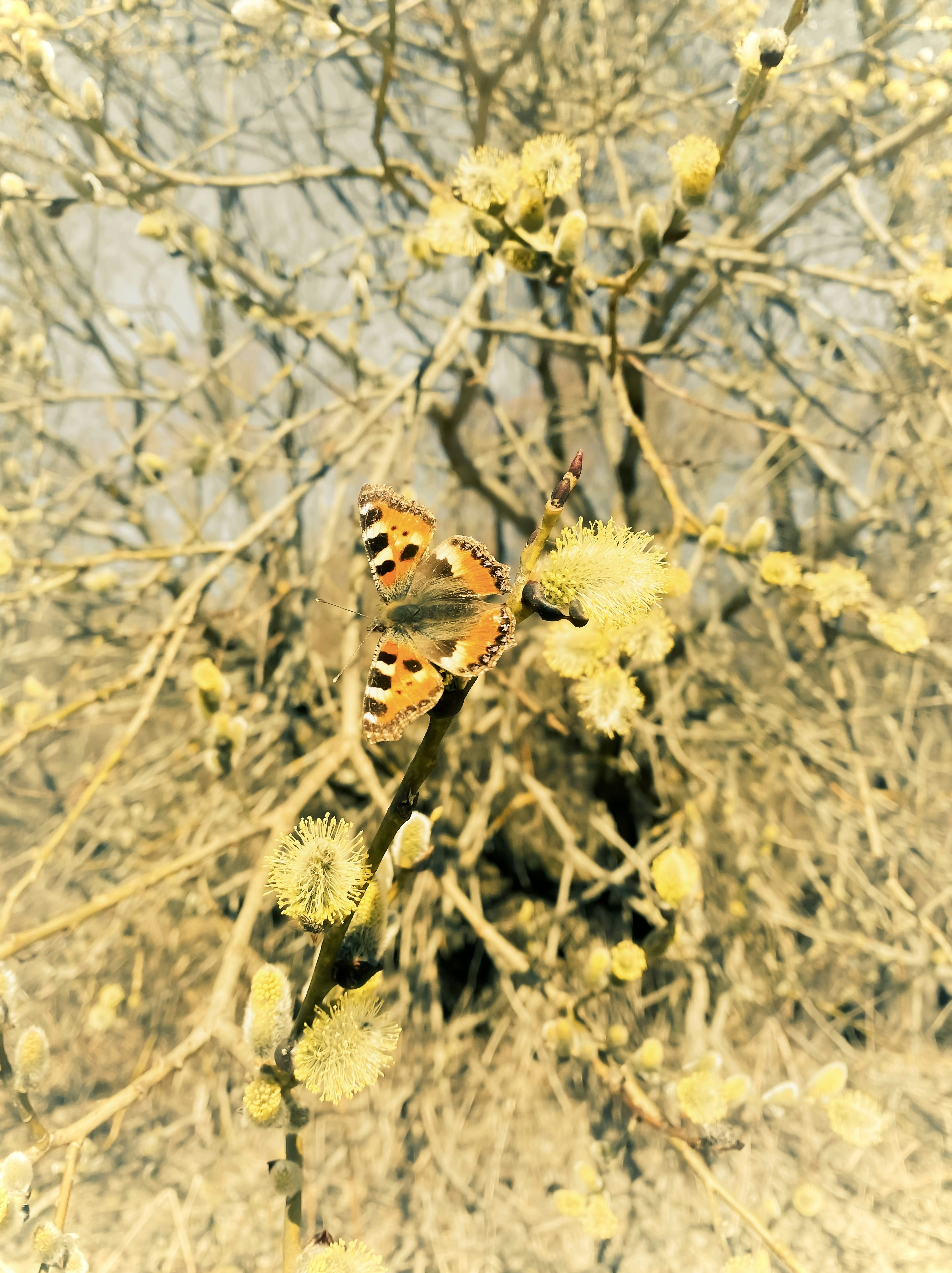 Sunlit Catkins and a Petite Orange Butterfly