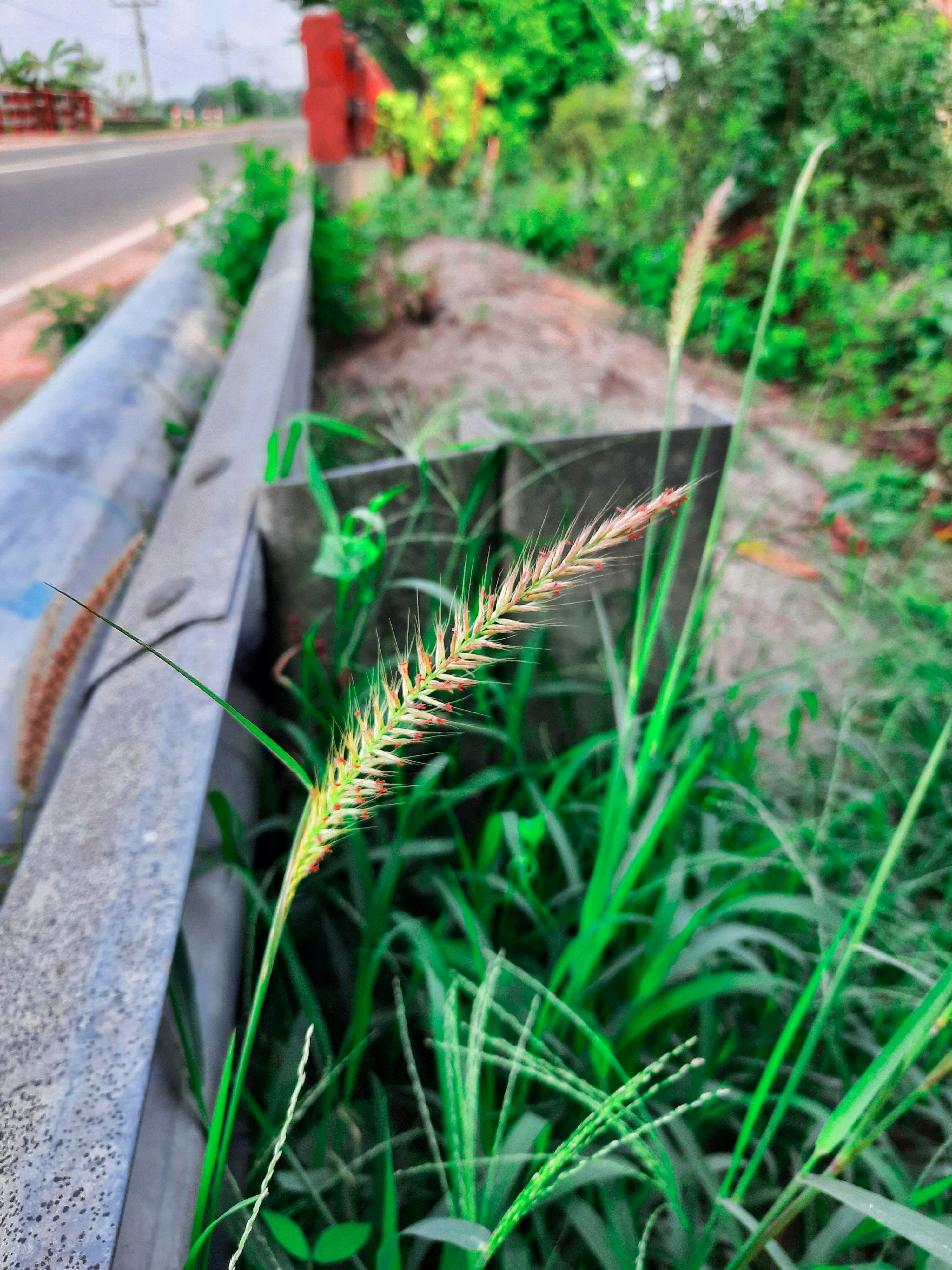 Foxtail by the Guardrail: A Micro Landscape Along the Road