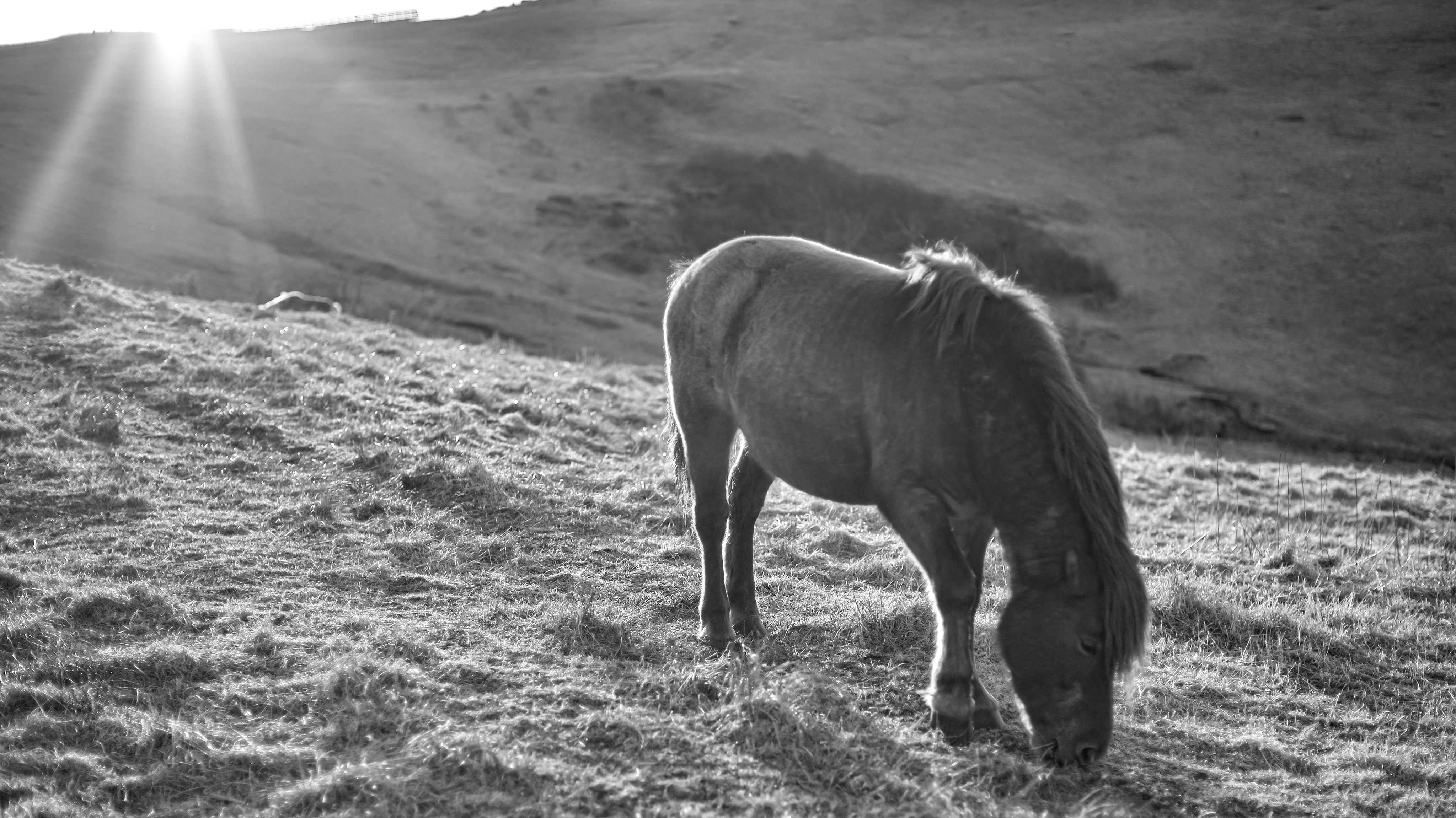 Black and white photo of a horse grazing on a sunlit hillside in a serene landscape.