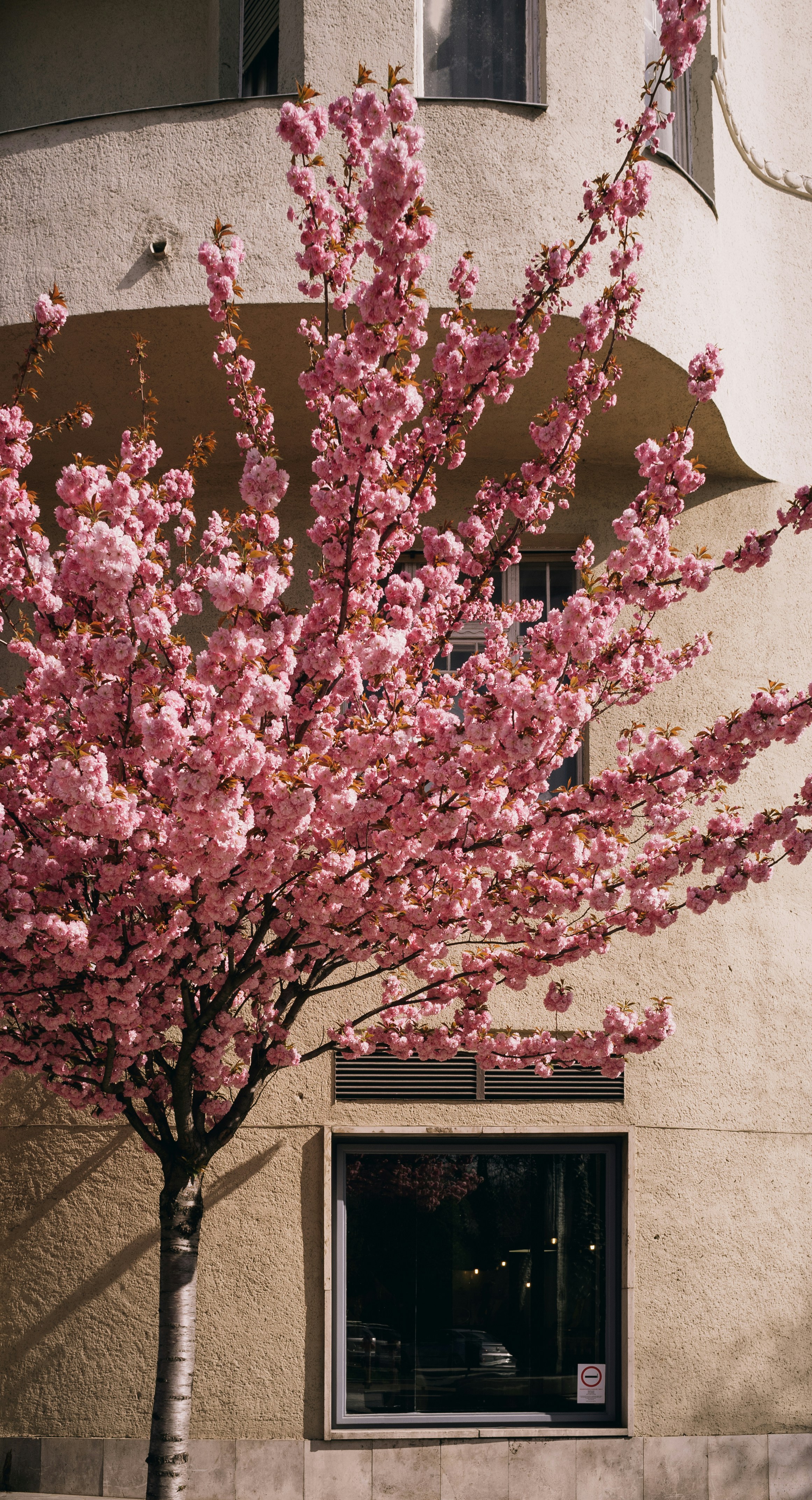 A vase of flowers sits in front of a building photo – Free Budapest ...