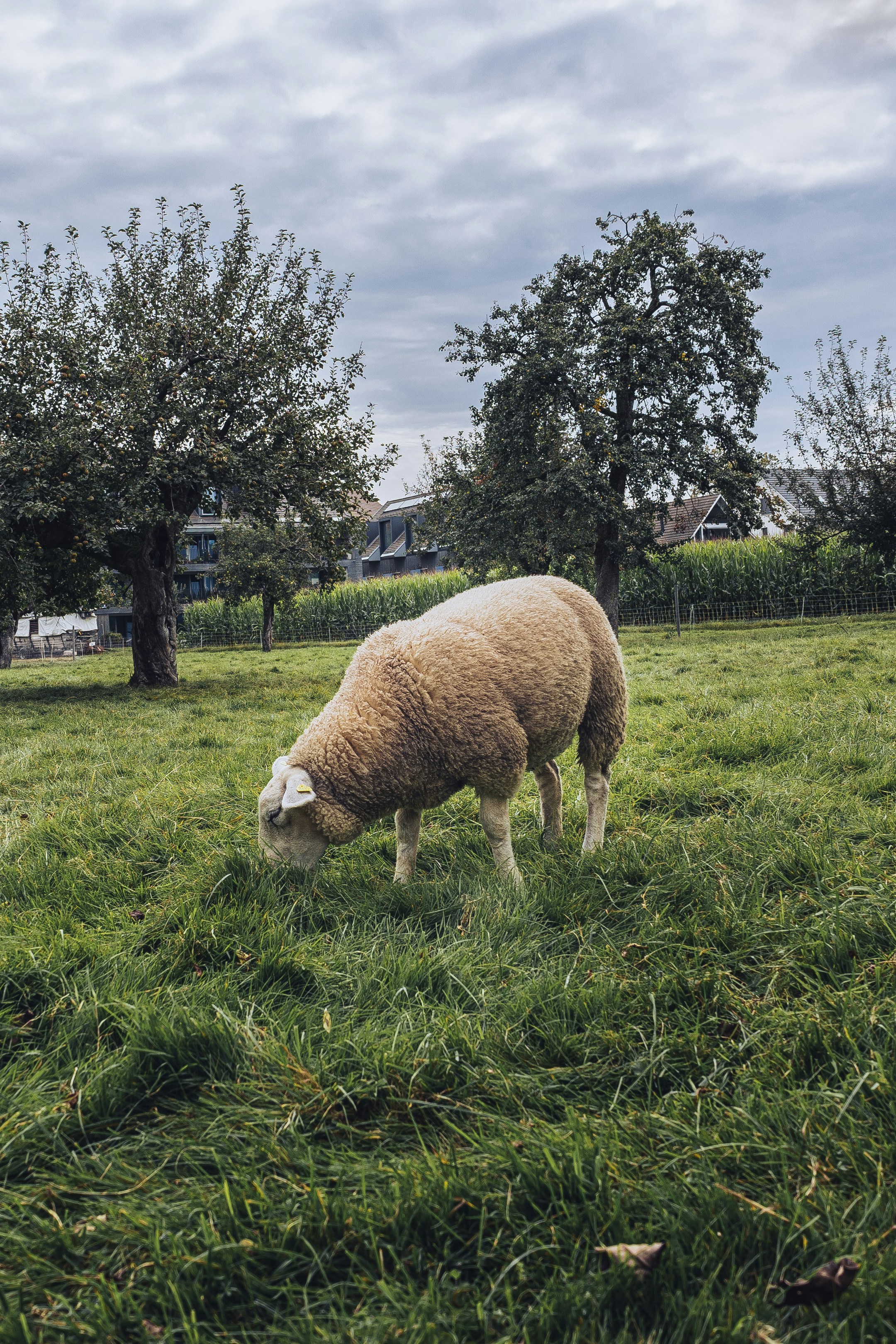 Pasture Grazier: A Sheep in a Quiet Village Field