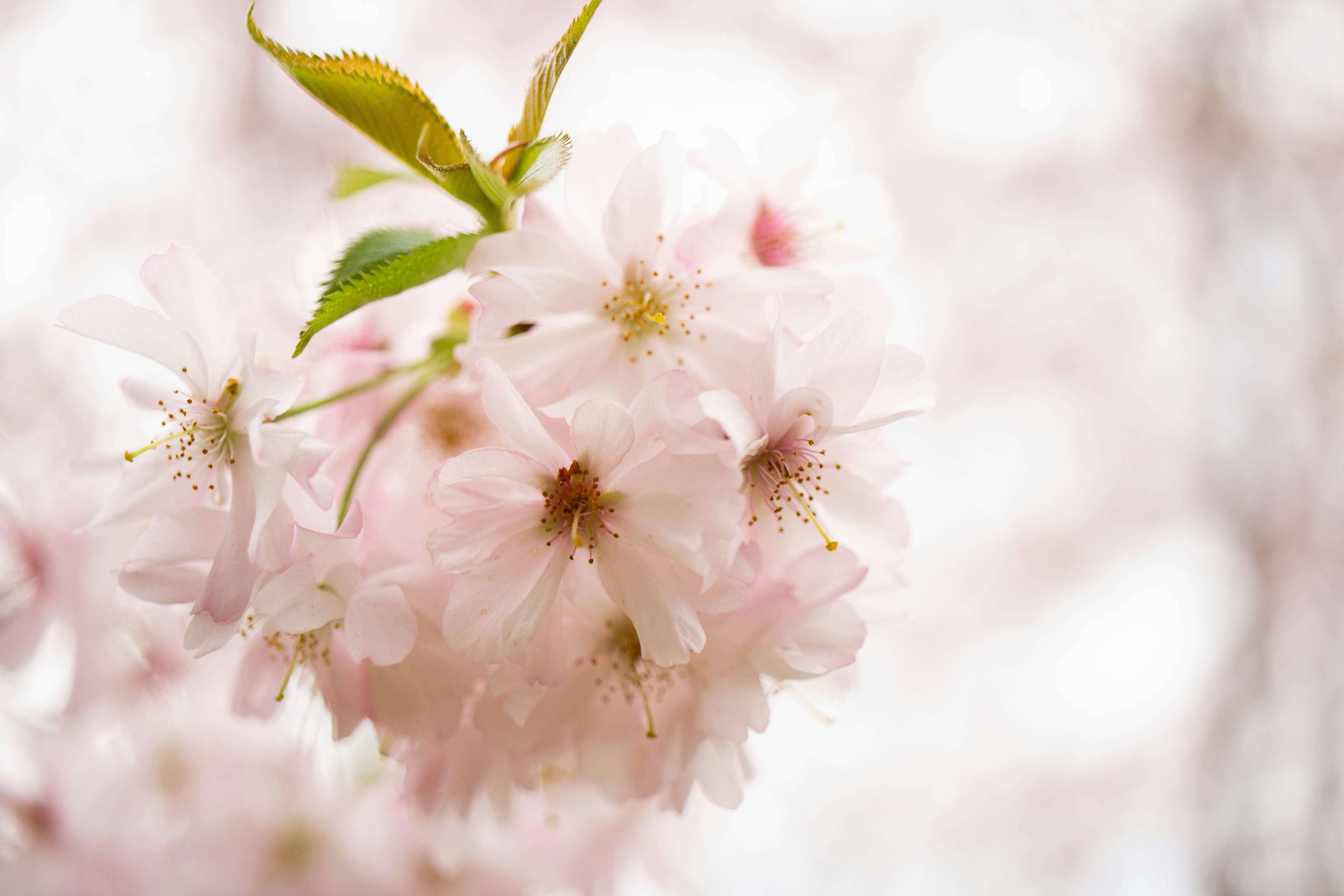 Delicate pink cherry blossoms cluster together, their soft petals contrasting against a gentle, blurred background. A few green leaves peek through, adding a touch of freshness.