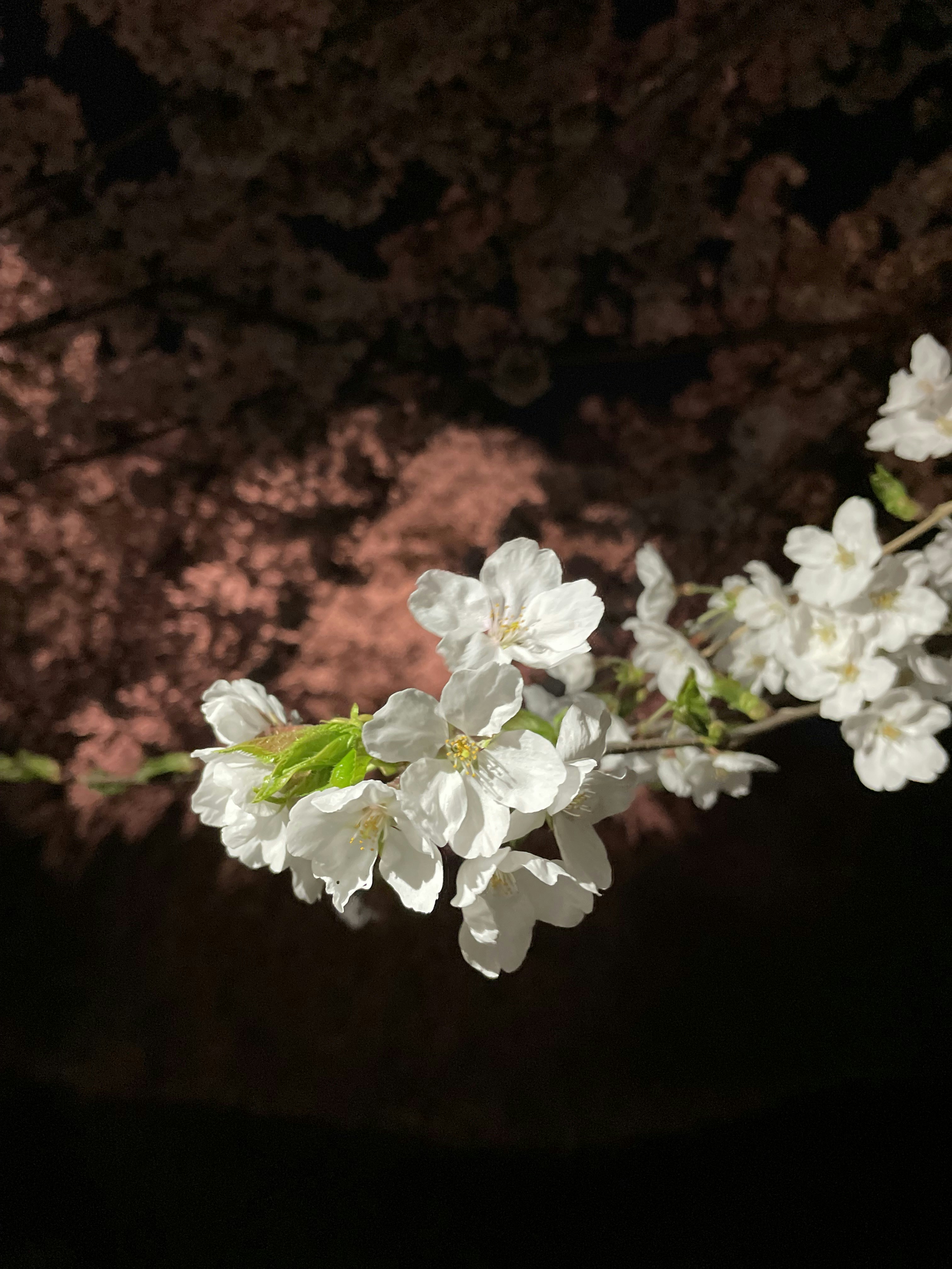 Delicate white cherry blossoms illuminated against a softly blurred backdrop of pink petals at night.