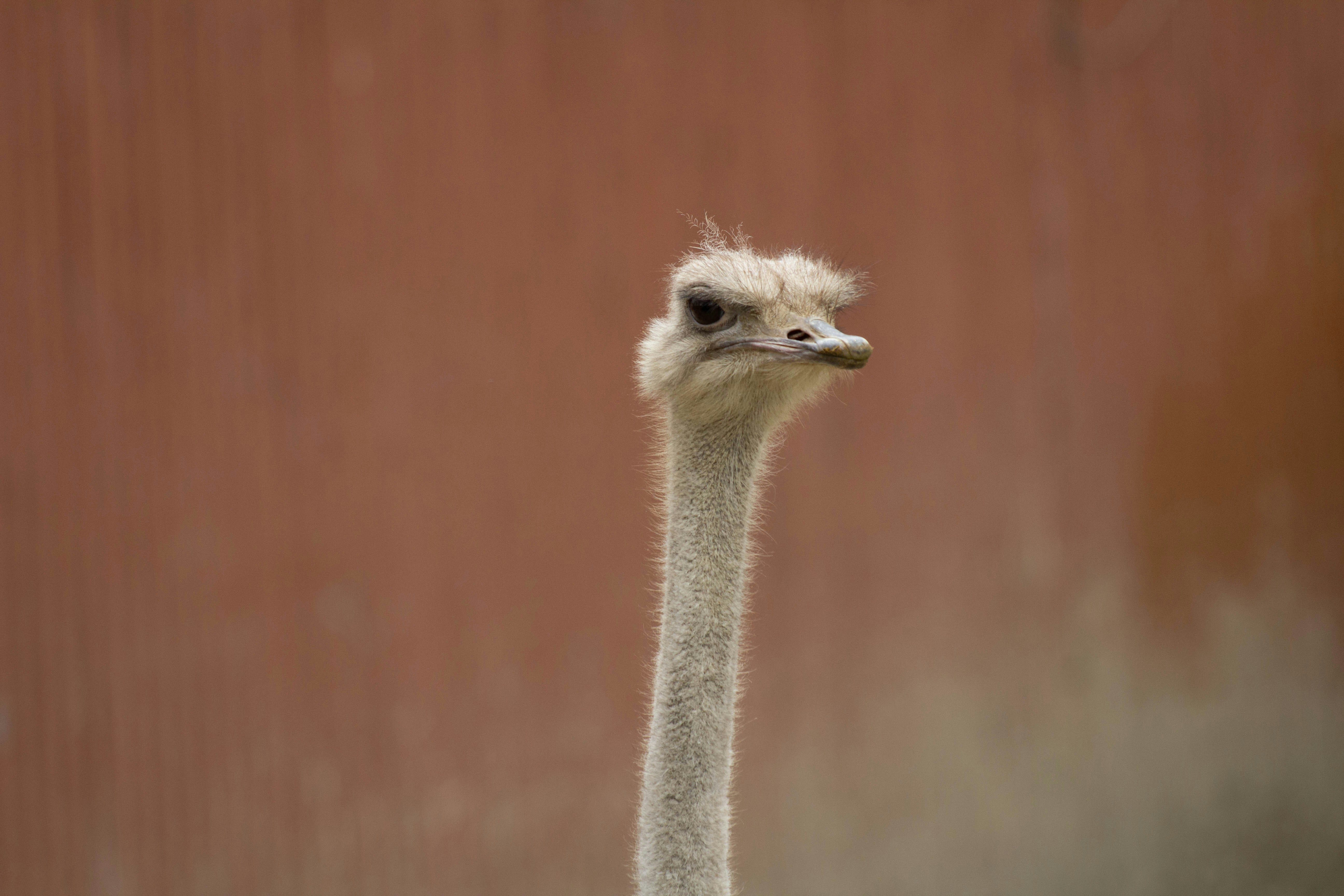 Close-up of an ostrich with a distinct expression against a blurred background. The focus highlights its unique features.
