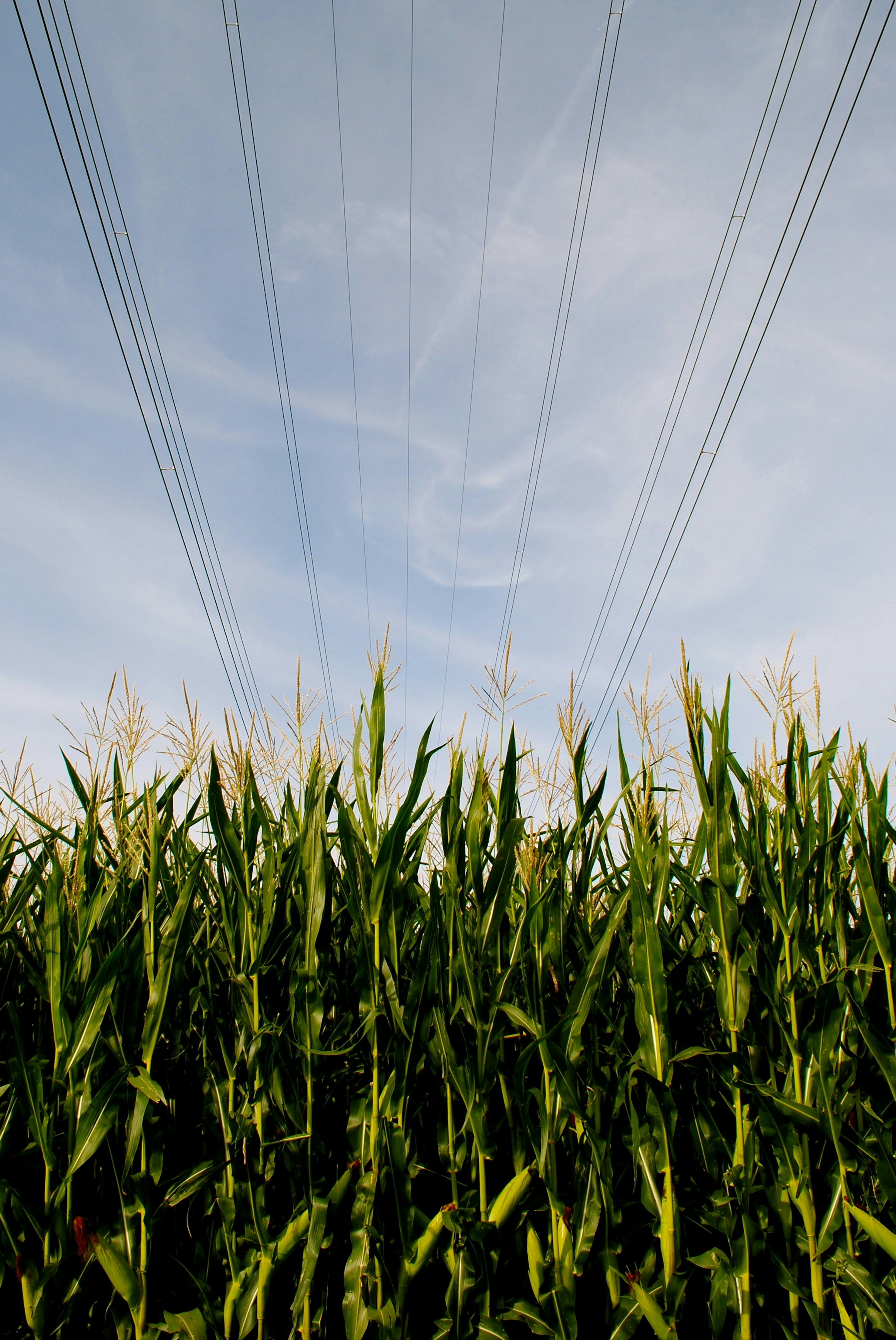 Electric Threads Crossing a Cornfield