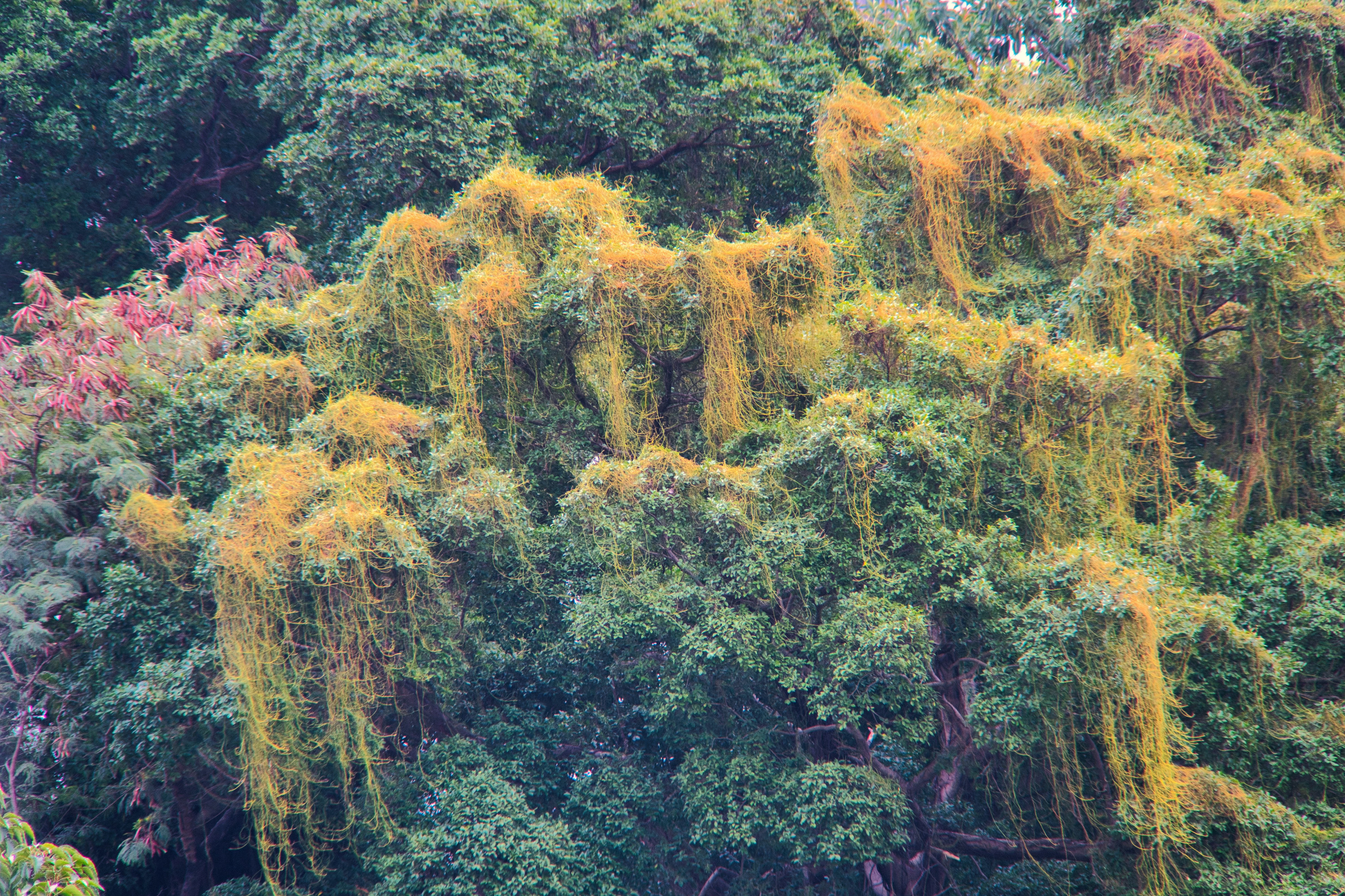 Golden Veils Draped Across a Verdant Canopy