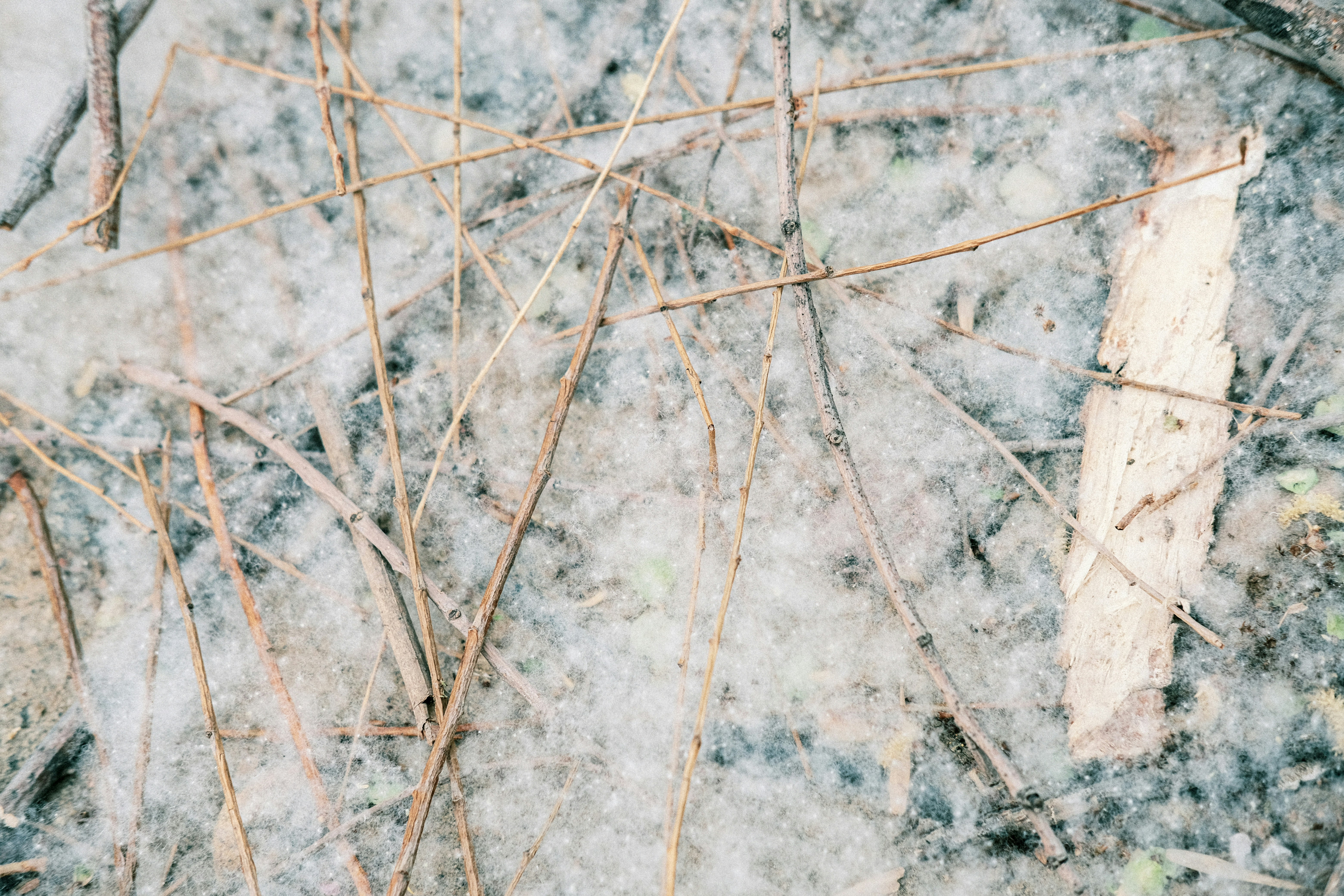 A close up of some grass and twigs photo – Free Grey Image on Unsplash