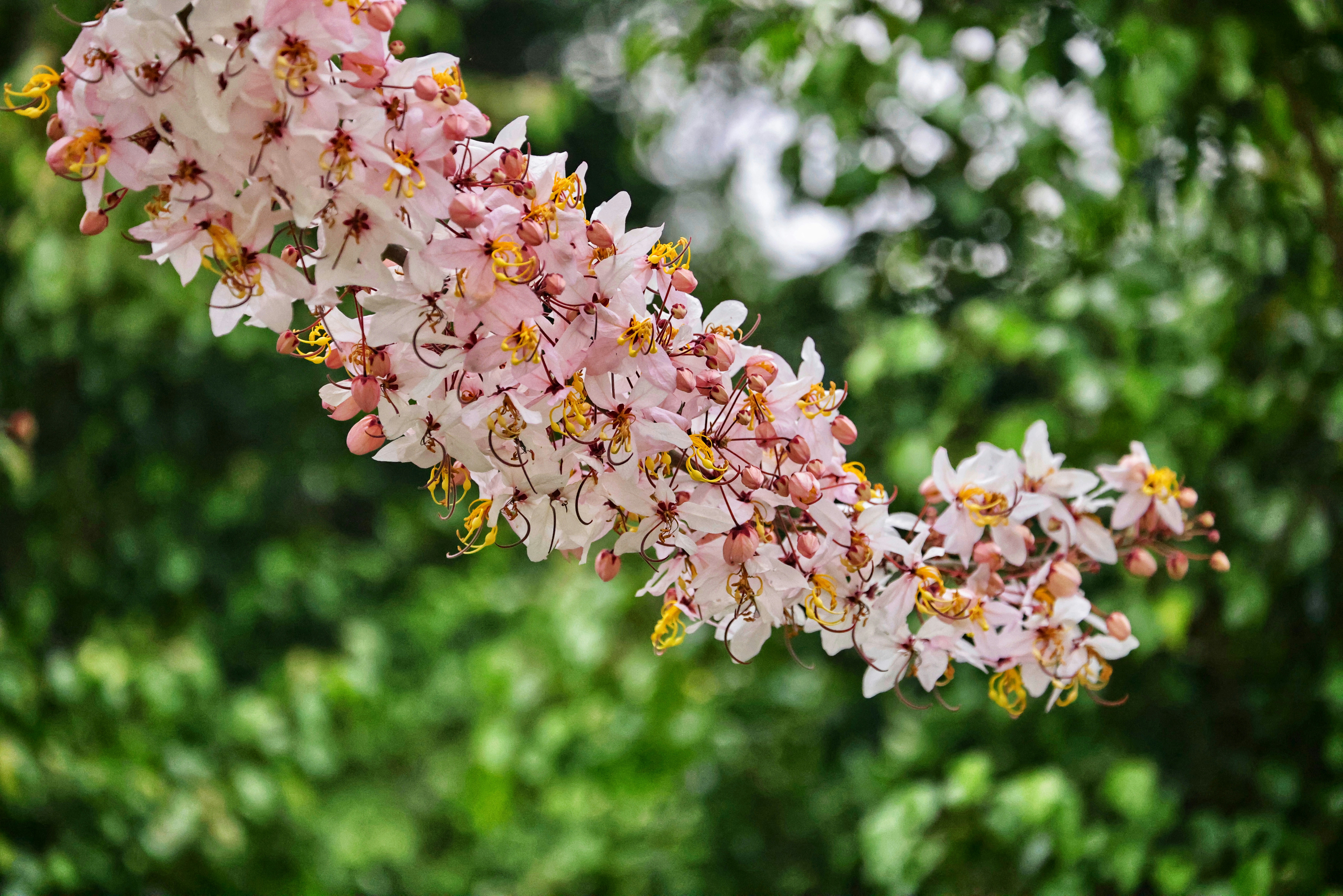 Blossom Ribbon: a pale pink floral arc against a verdant blur
