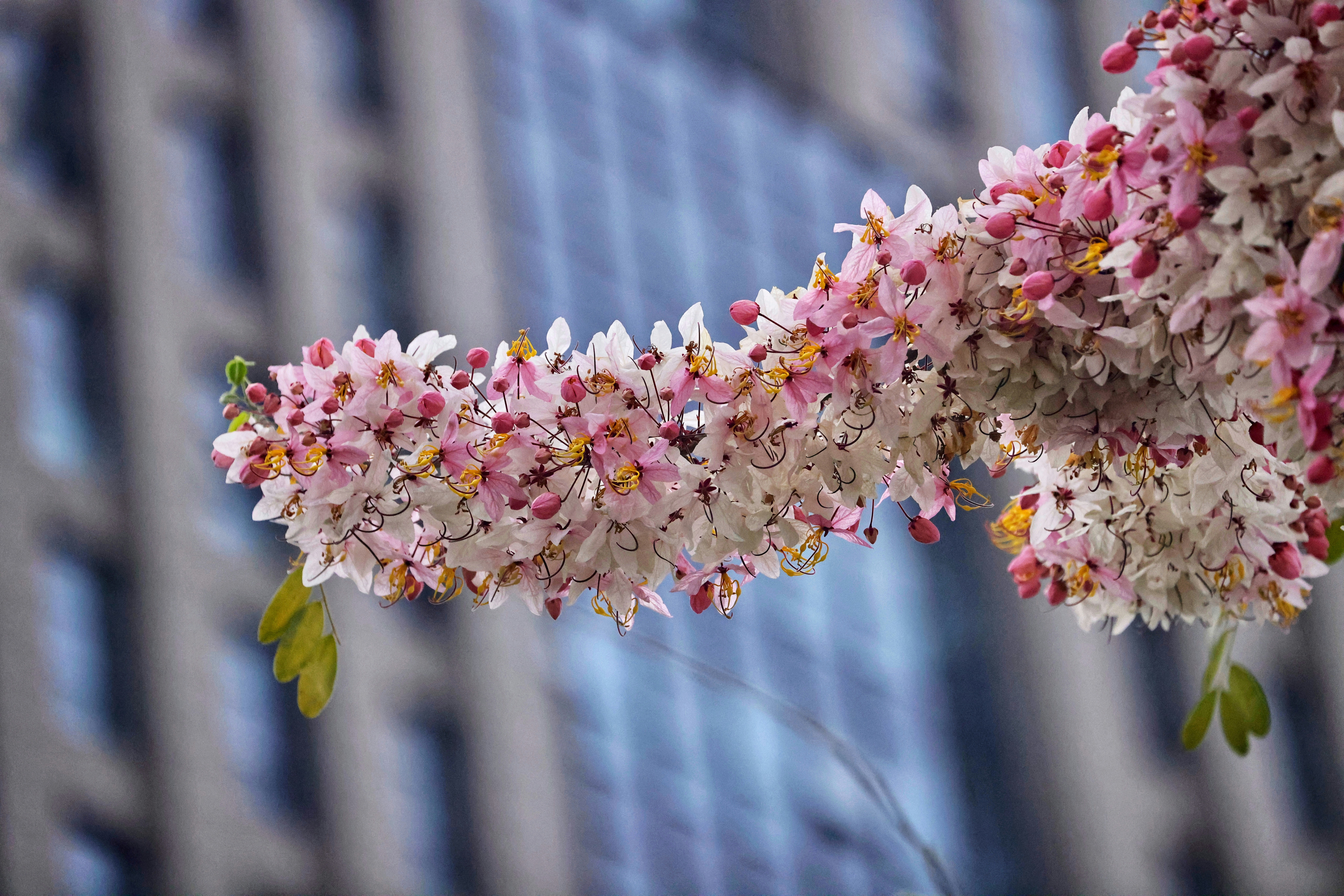 Blossoms in Focus: A Pink Cascade Against a Glassy Urban Backdrop