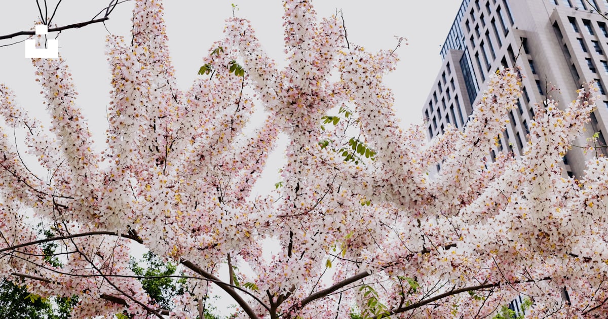 高層ビルの前にピンク色の花が咲く木の写真 Unsplashの無料工場写真