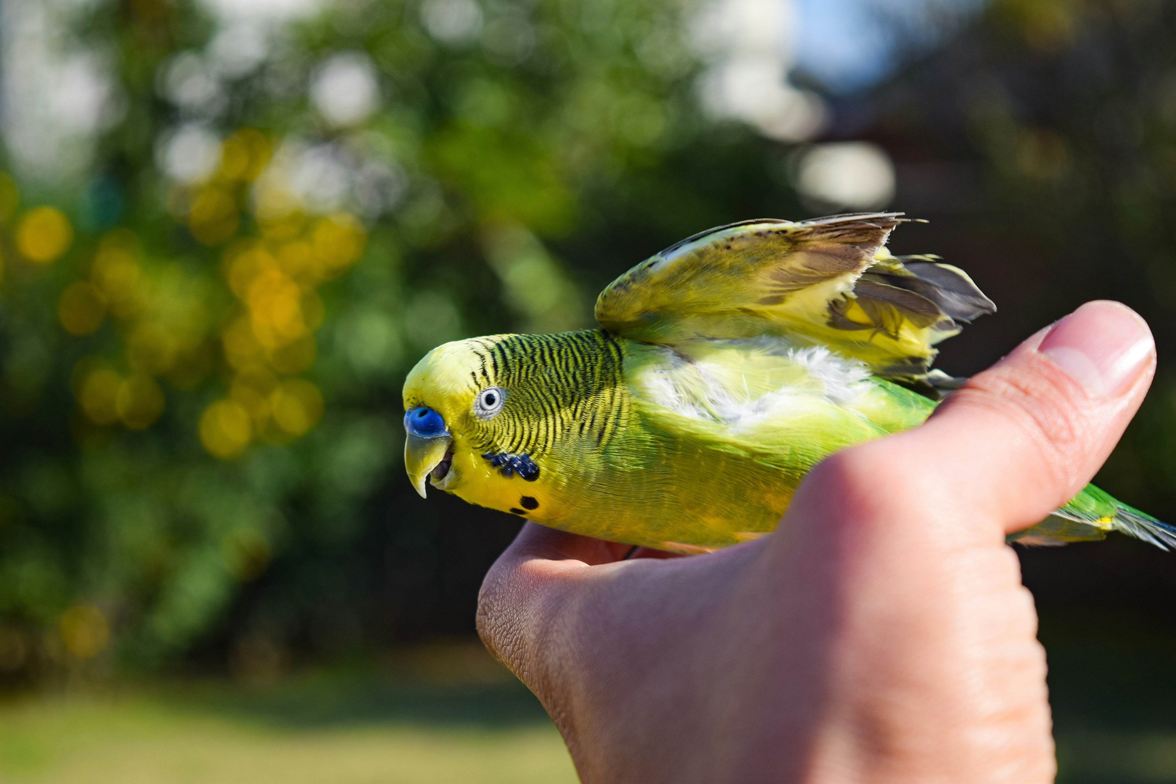Emerald Budgerigar in a Gentle Grip — Sunlit Feather Detail