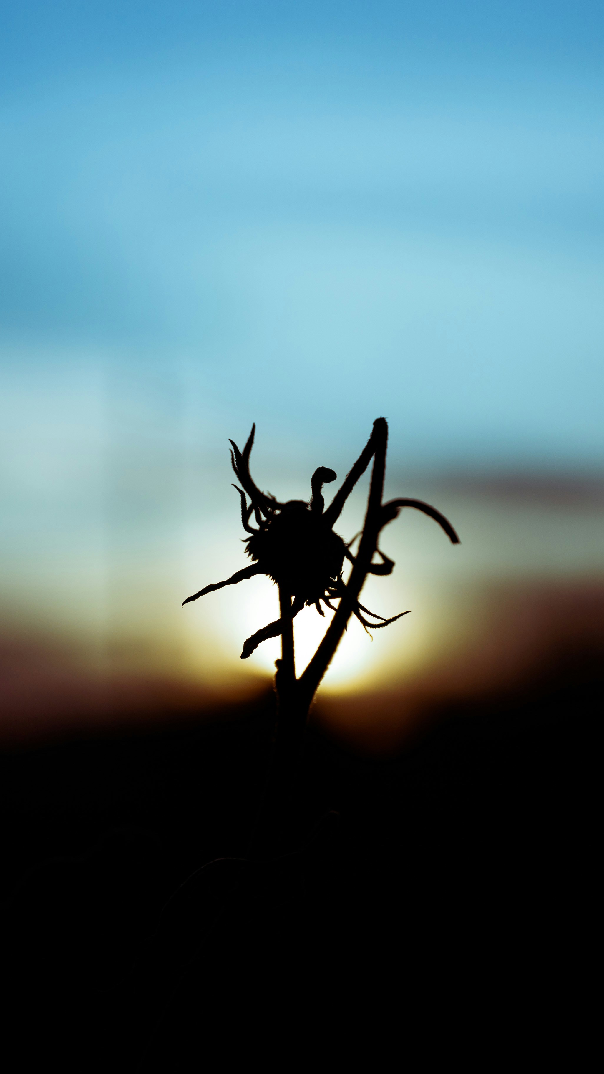 A silhouetted plant stands against a colorful sunset, capturing the contrast between life and the fading light.