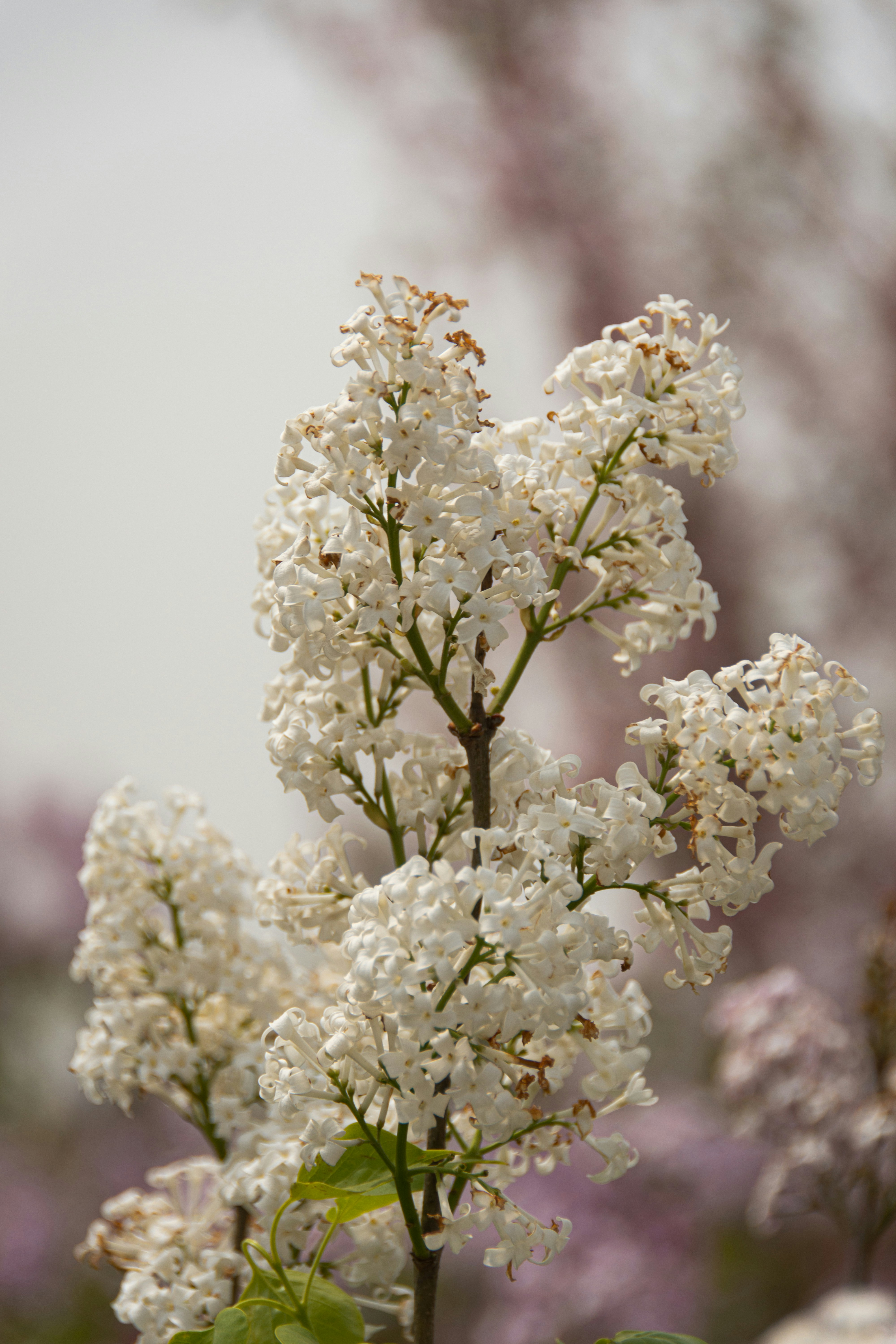 Porcelain Lilacs in Spring Light