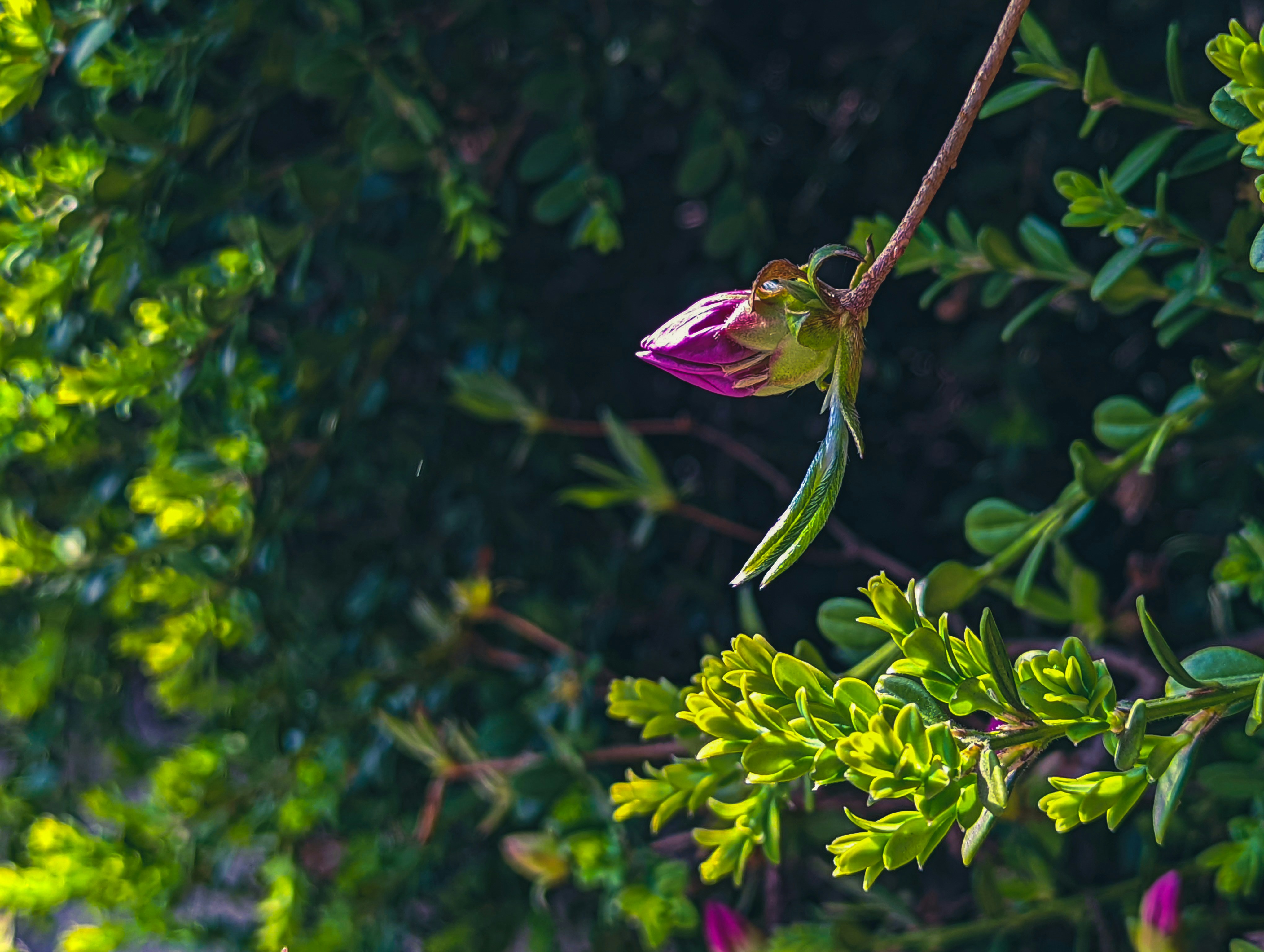 A Pink Bud Piercing Emerald Foliage