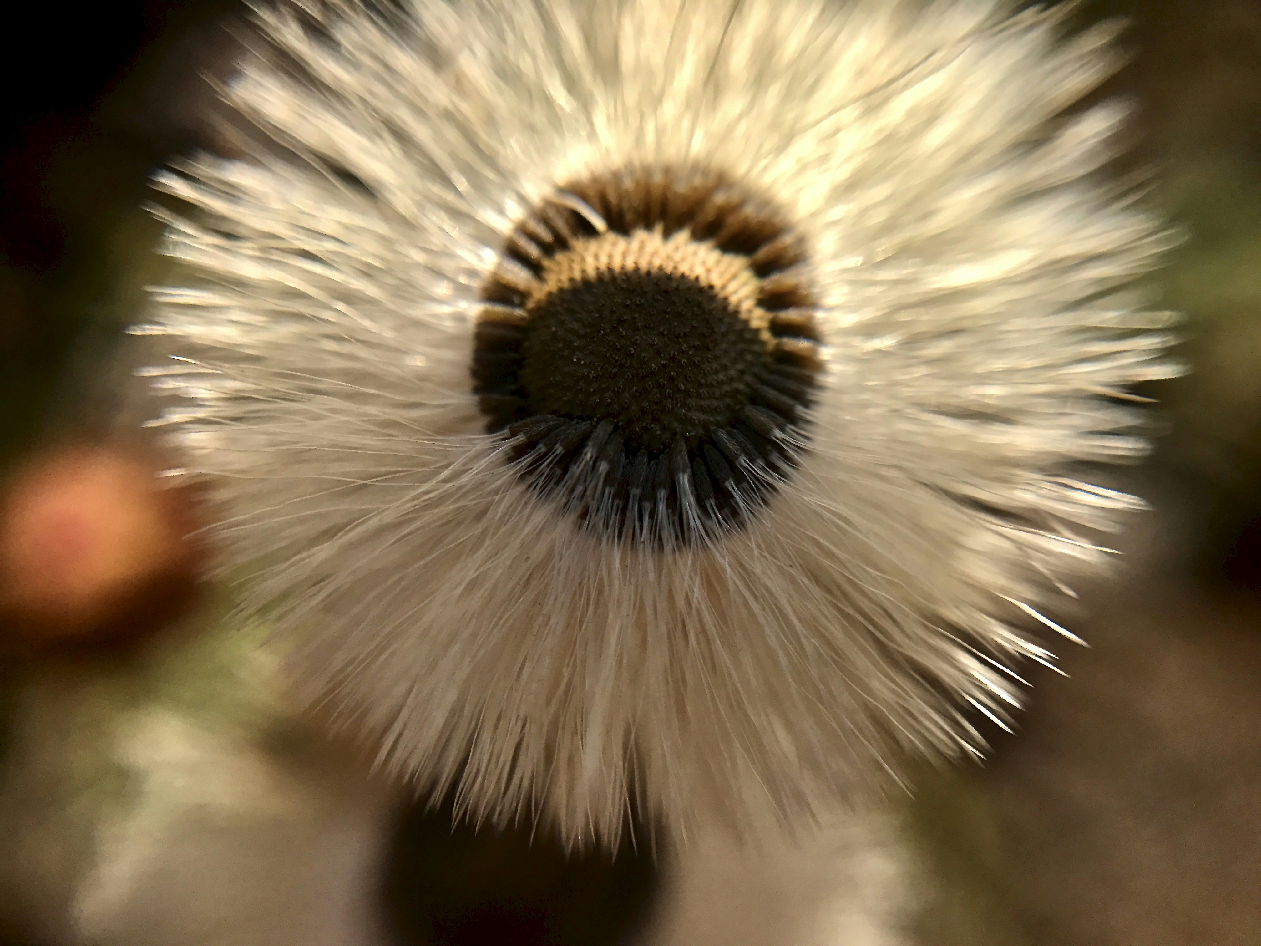 Close-up of a fluffy seed head showcasing intricate textures and patterns. The soft, white filaments radiate from a central dark seed pod.