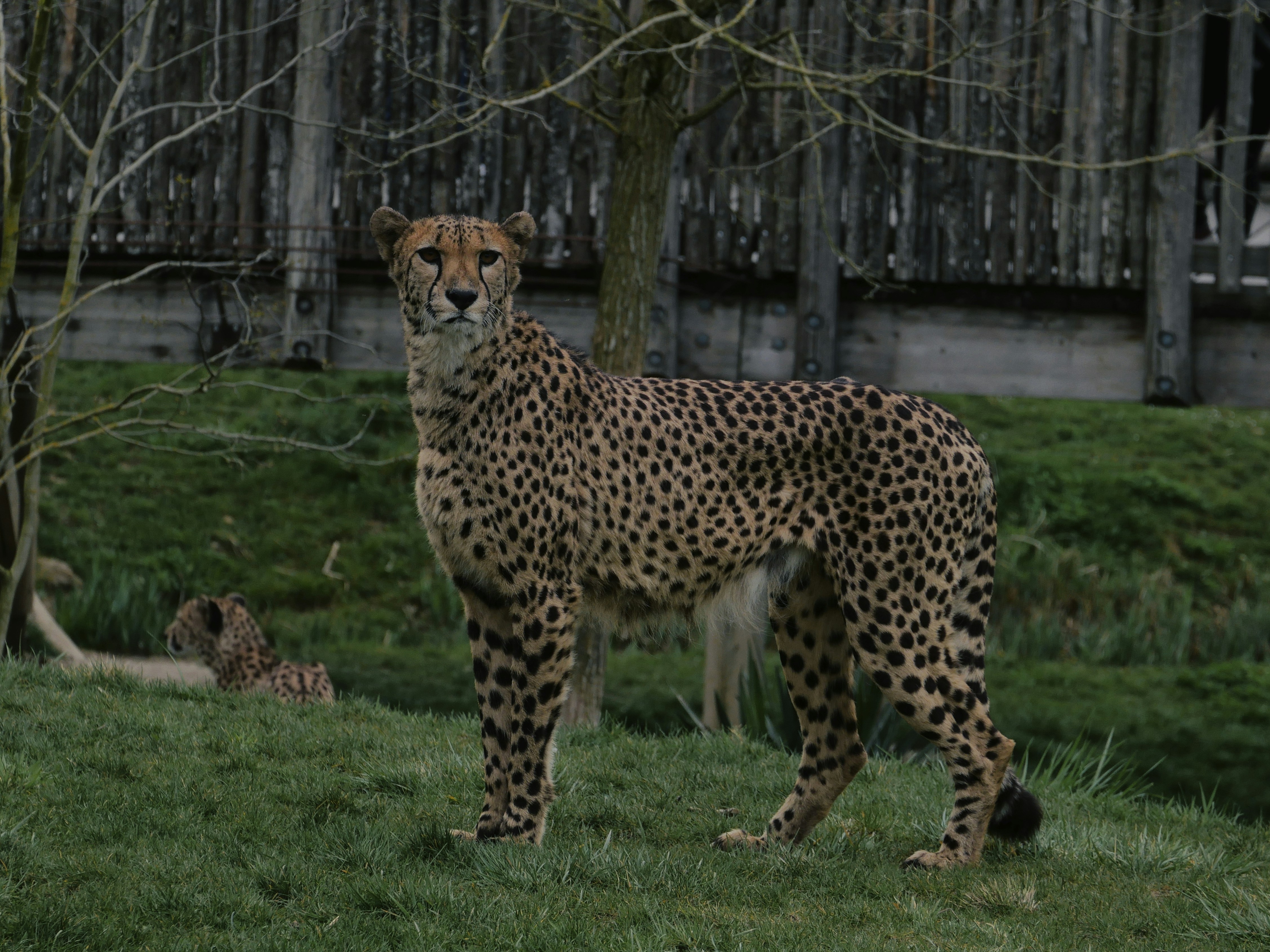 a cheetah standing in a grassy field next to a wooden fence