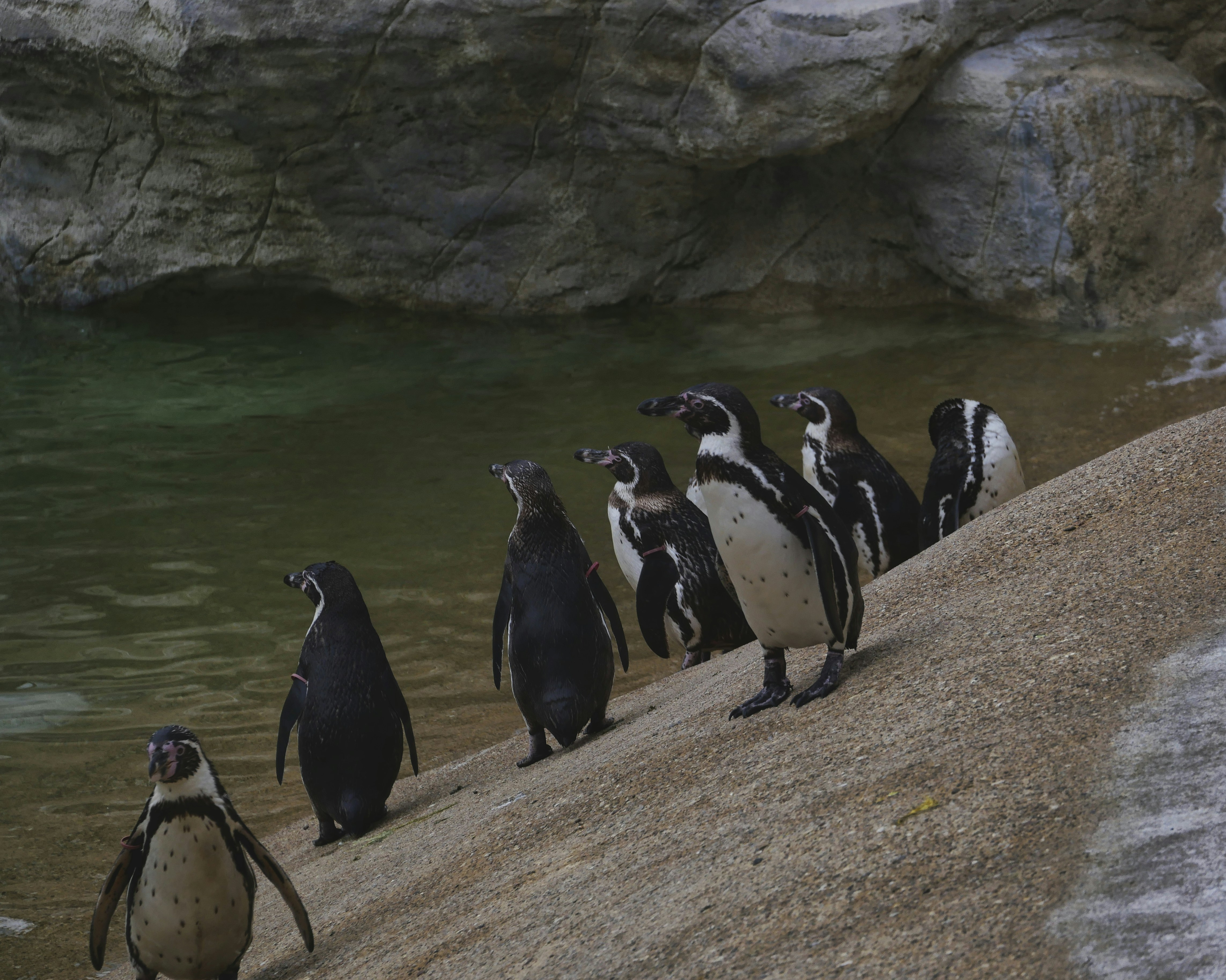 A group of African penguins gathered along the rocky shore, poised near the water's edge. Their distinct black and white plumage contrasts with the natural landscape.