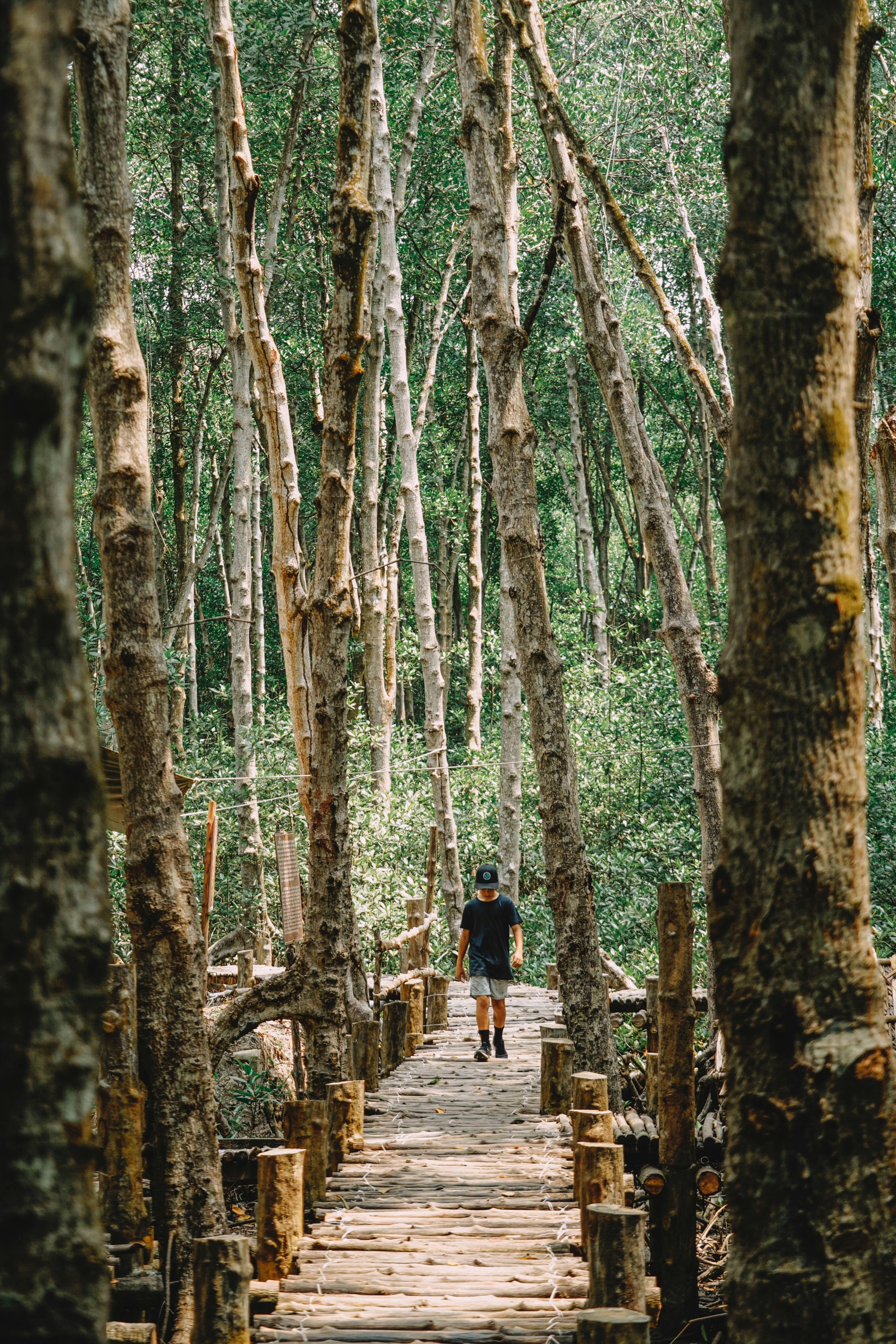 A person walks along a rustic wooden bridge surrounded by tall trees in a lush forest. The scene highlights the serenity of nature.