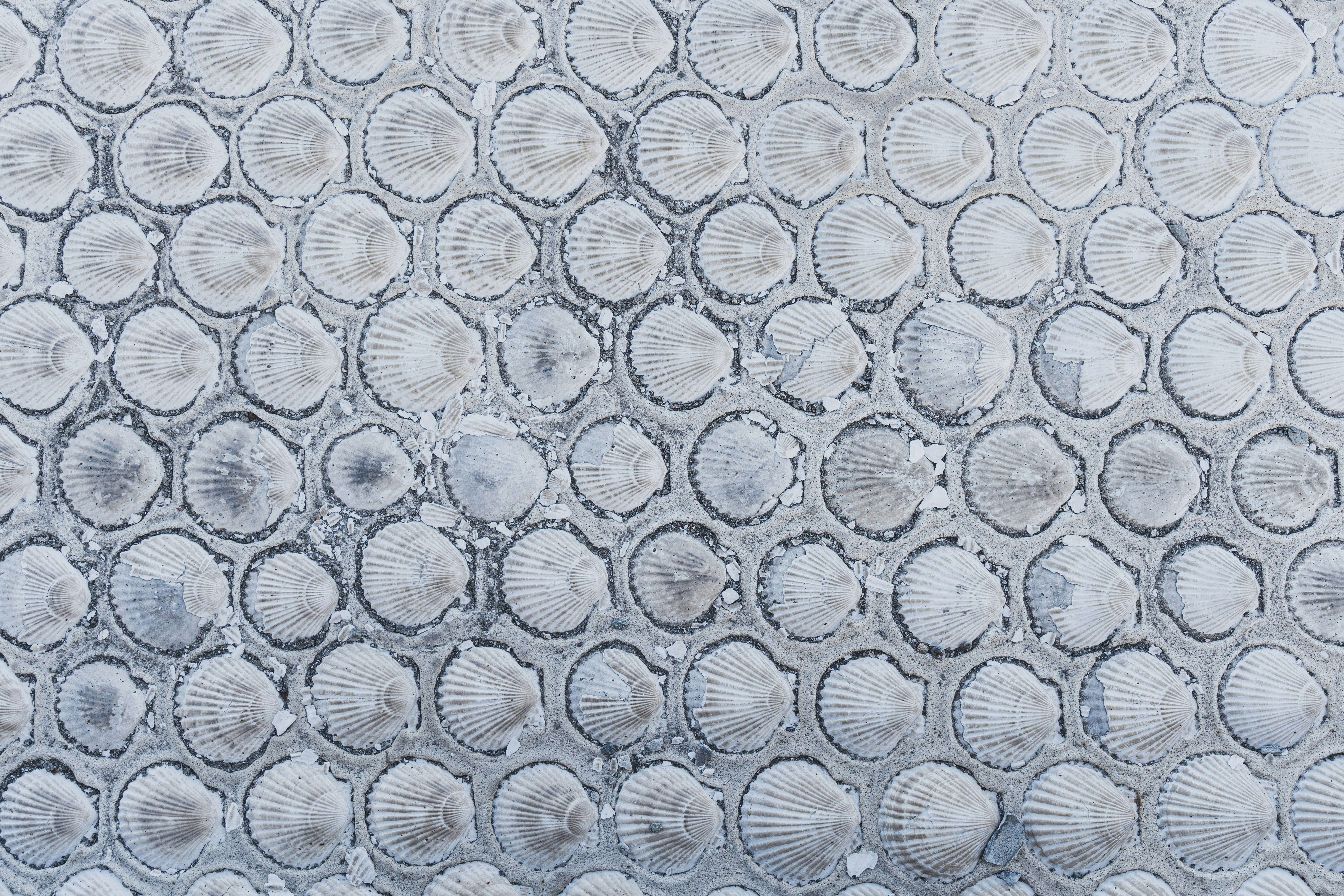 A close up of a pattern of seashells photo – Free Grey Image on Unsplash
