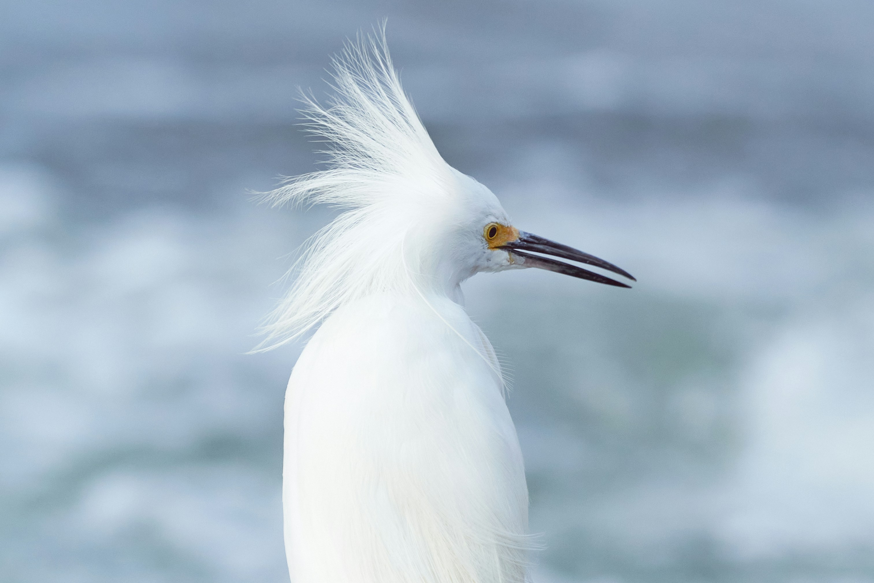 Foto Un primer plano de un pájaro blanco con pelo largo – Imagen Pájaro ...