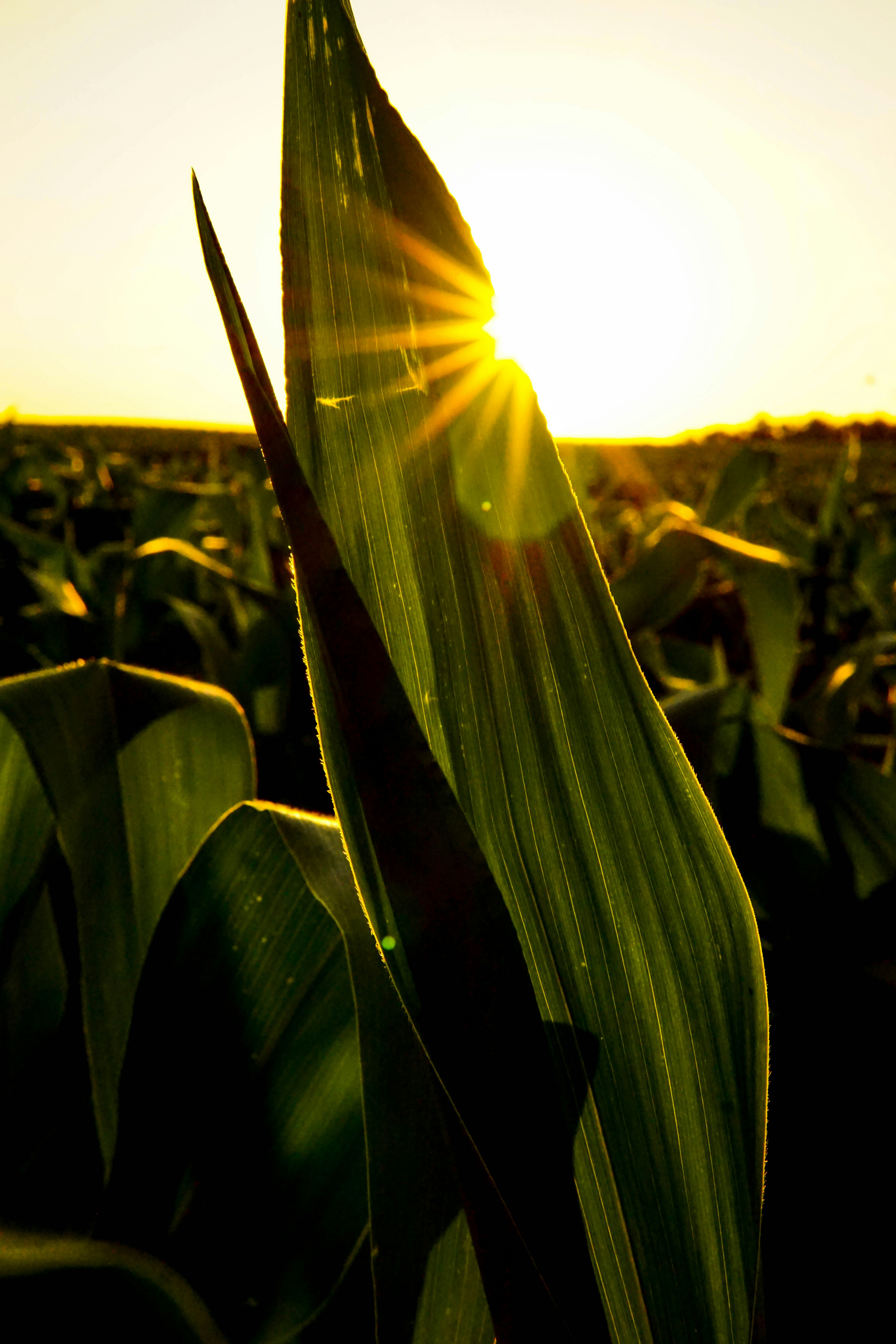 Close-up of a corn leaf illuminated by the setting sun, showcasing intricate textures and vibrant green hues.