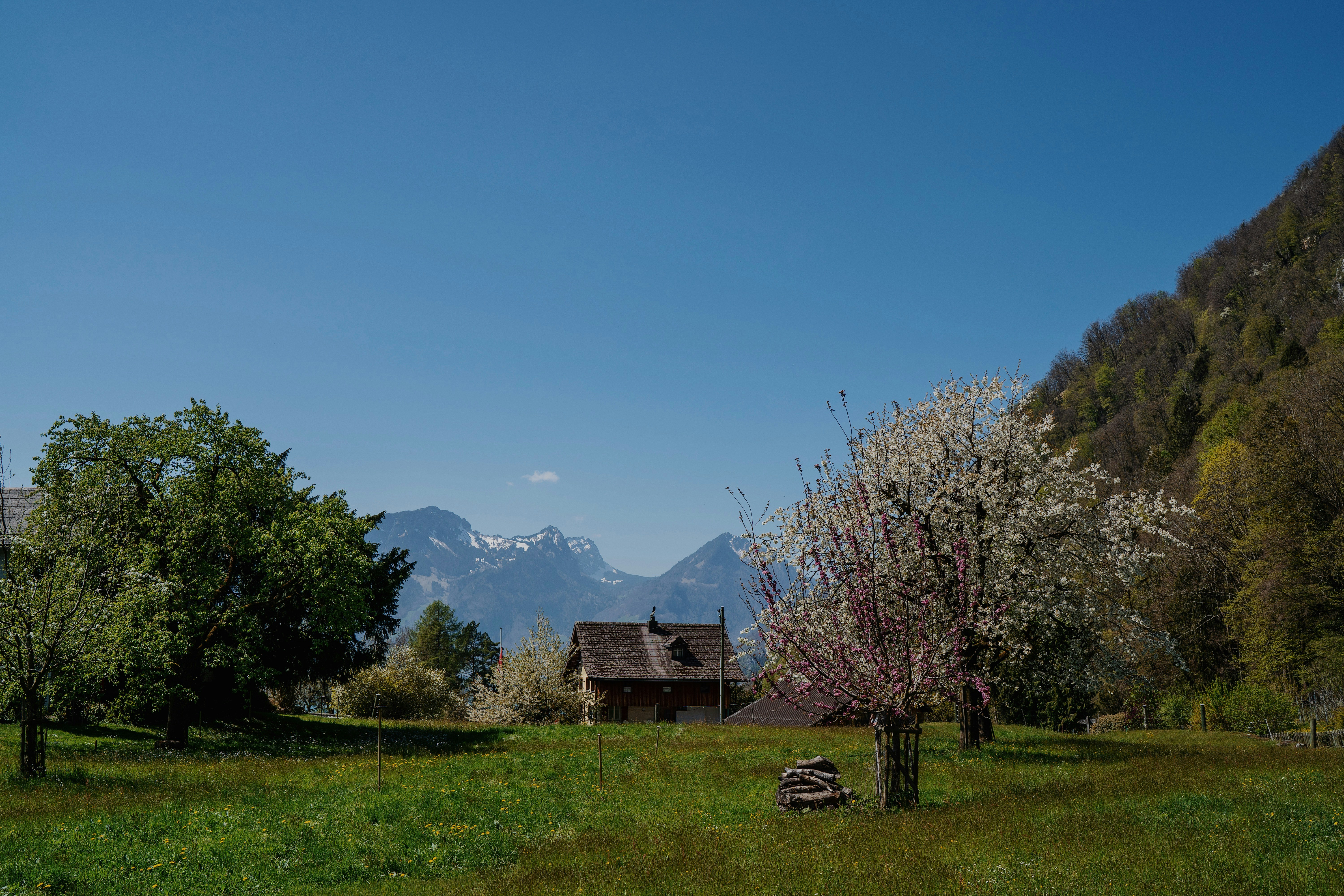 Spring Mosaic: House, Blossoming Trees, and Alpine Backdrop